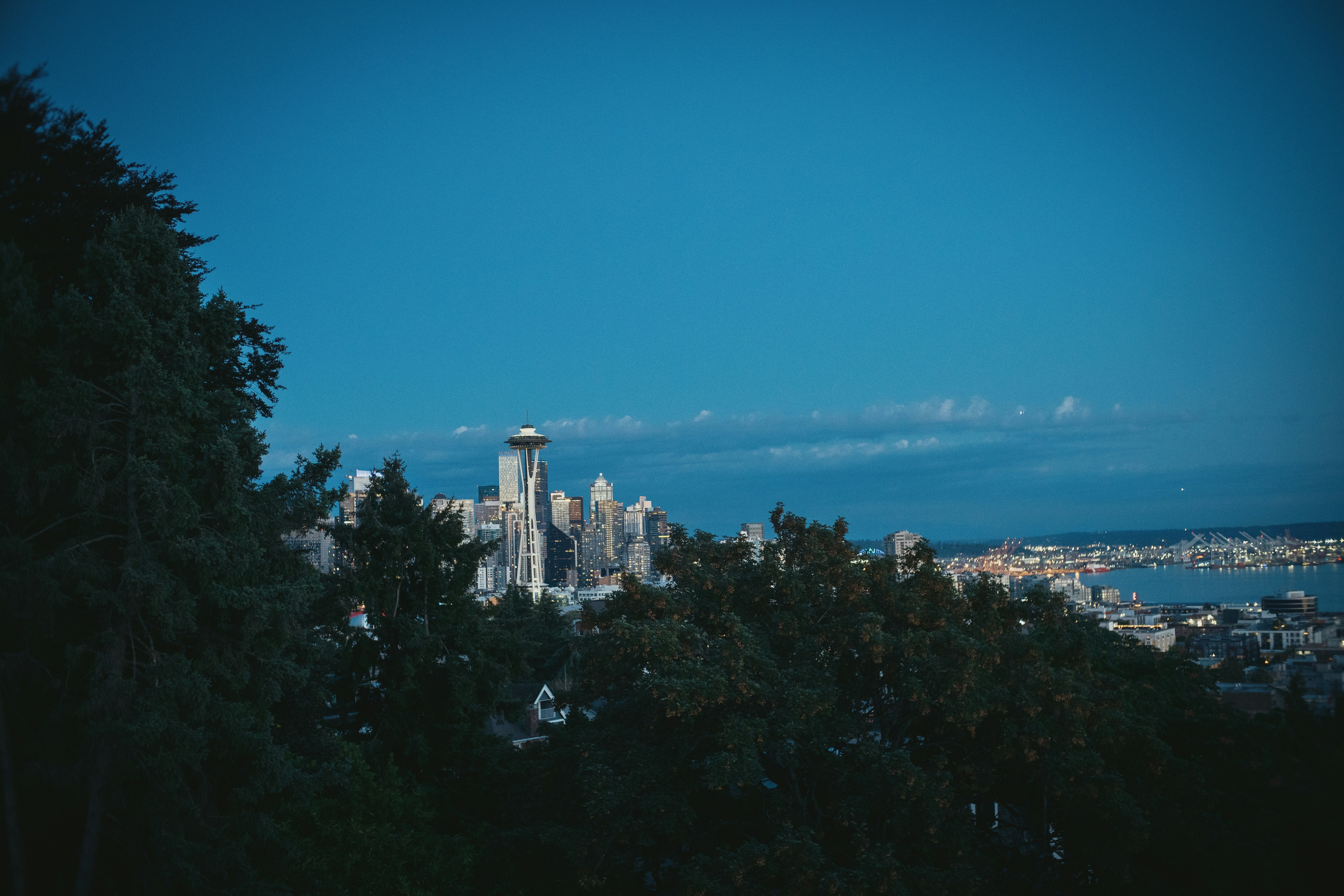Urban Crest over the Trees: A Quiet Cityscape Below the Blue Sky