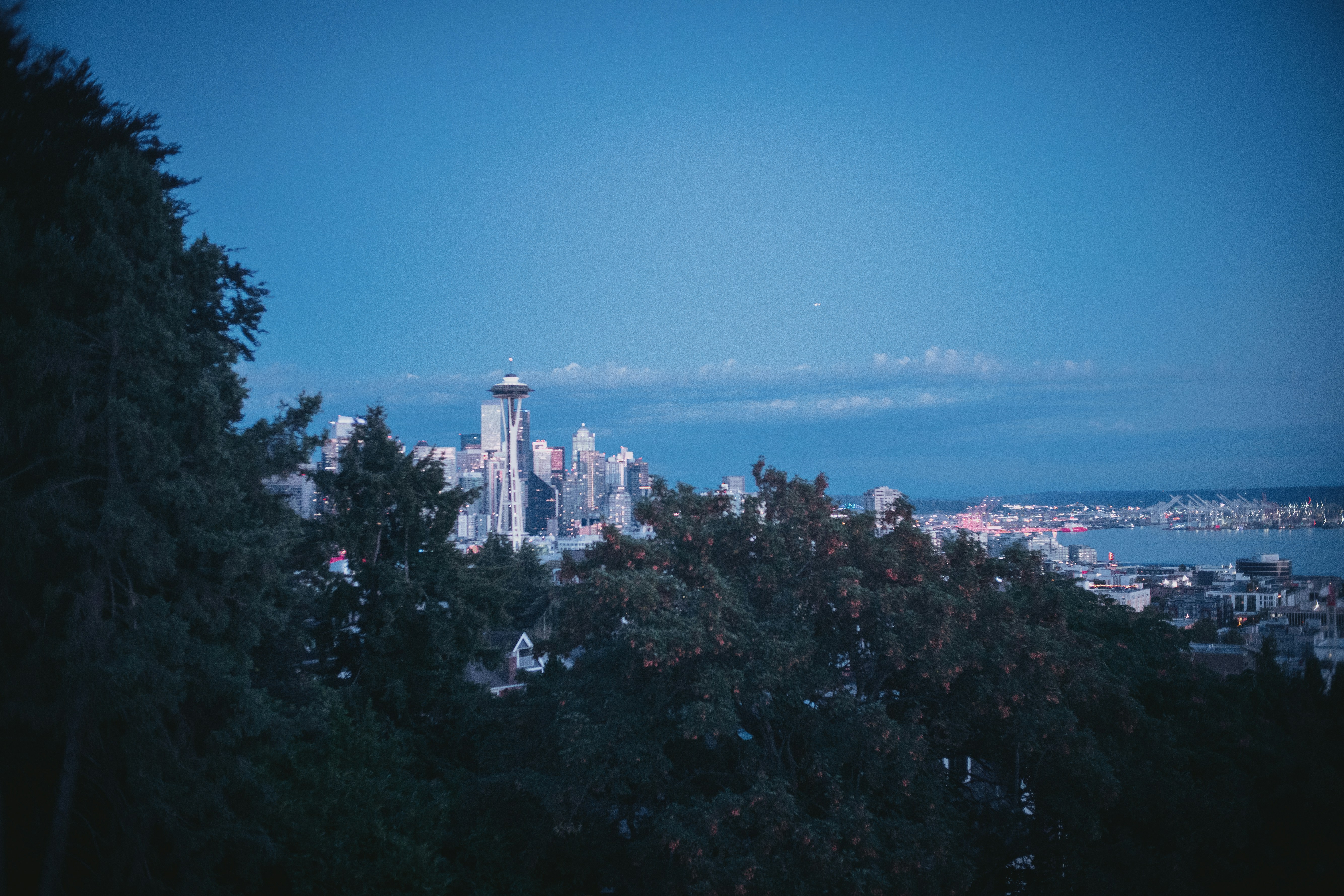 City horizon peeks from a forested overlook at blue hour