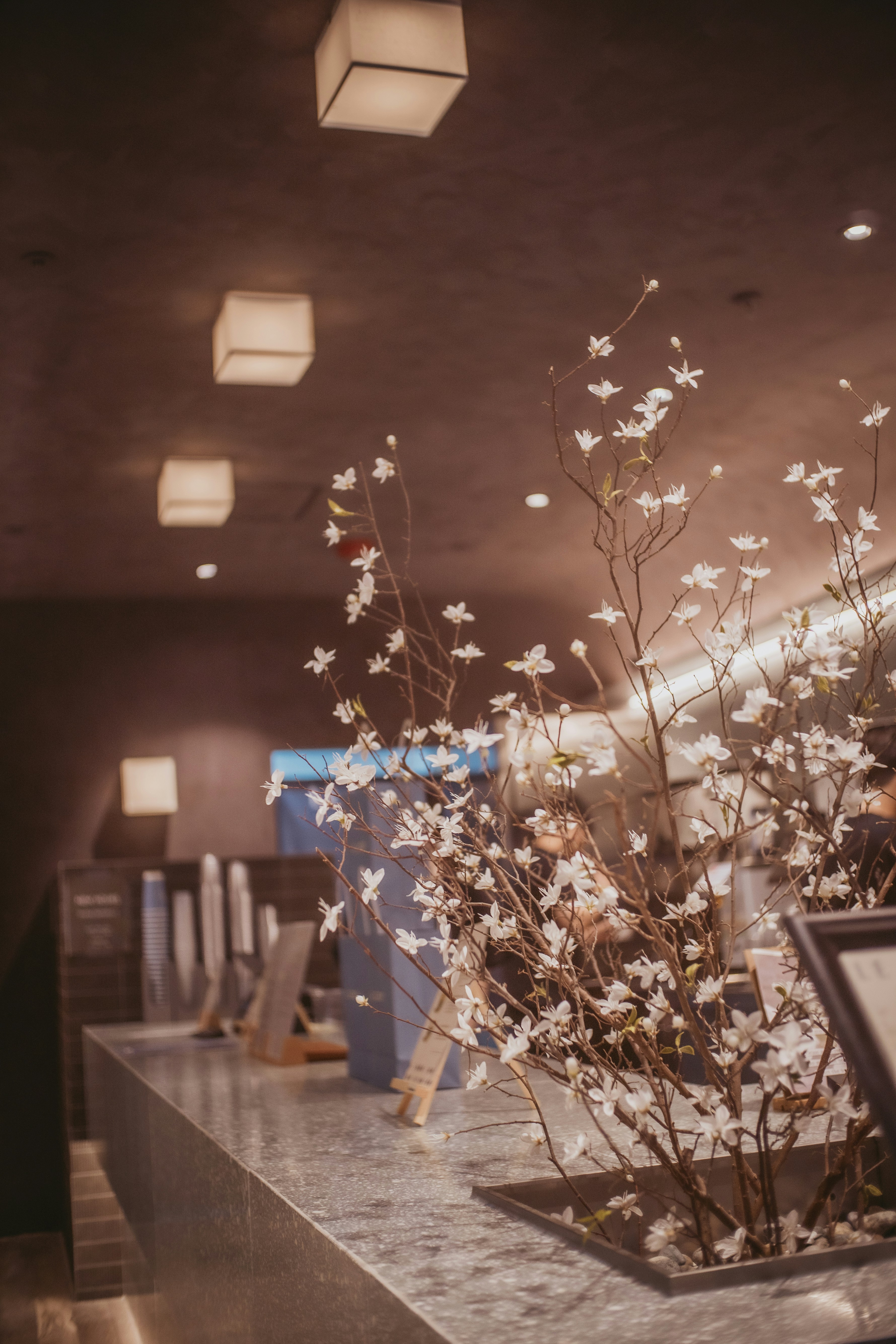 Softly Lit Atrium with Ceramic Bloom in a Quiet Café