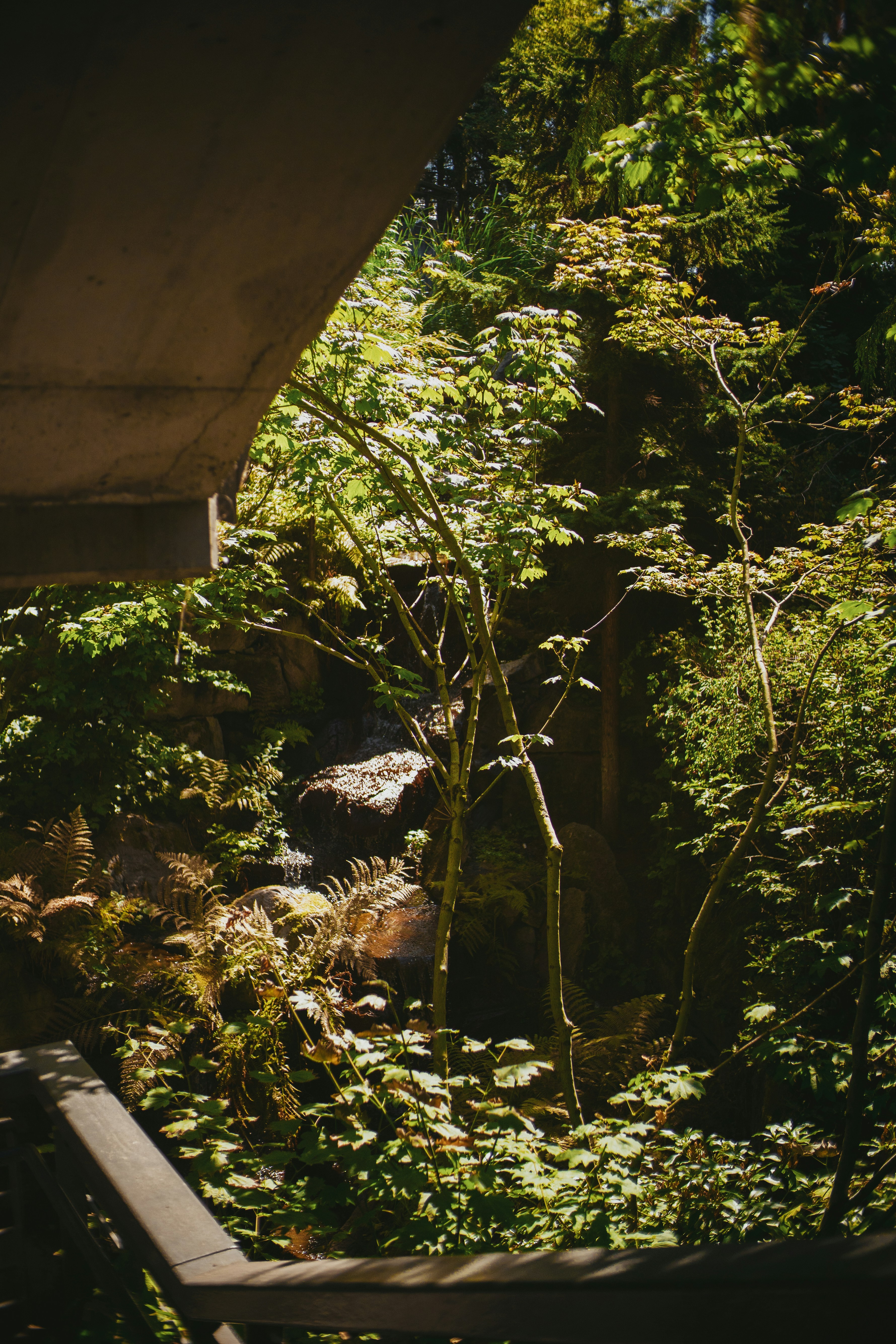 Concrete Overhang Framing a Verdant Quiet