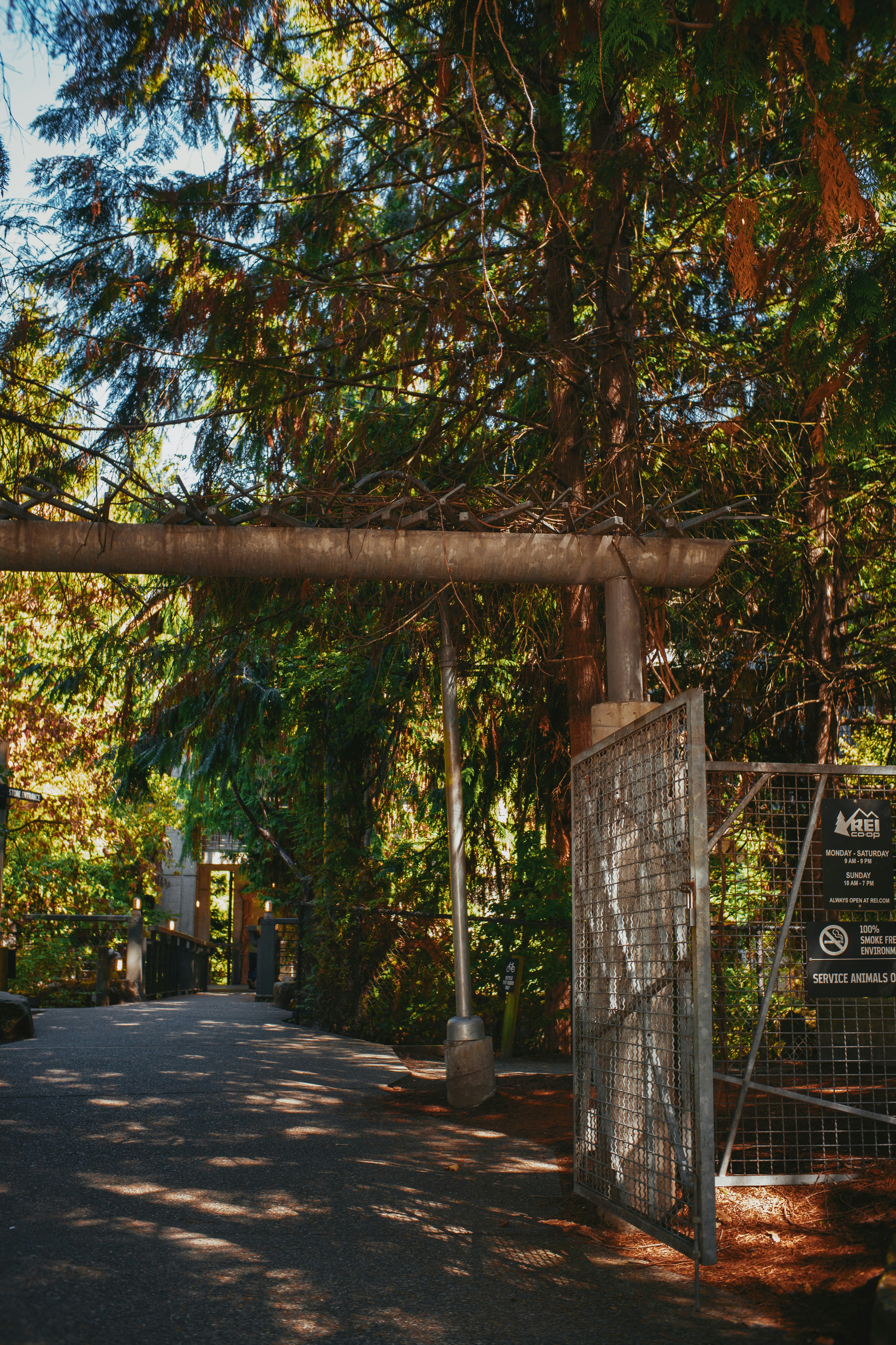 Sunlit Gate at the Edge of the Evergreen Corridor