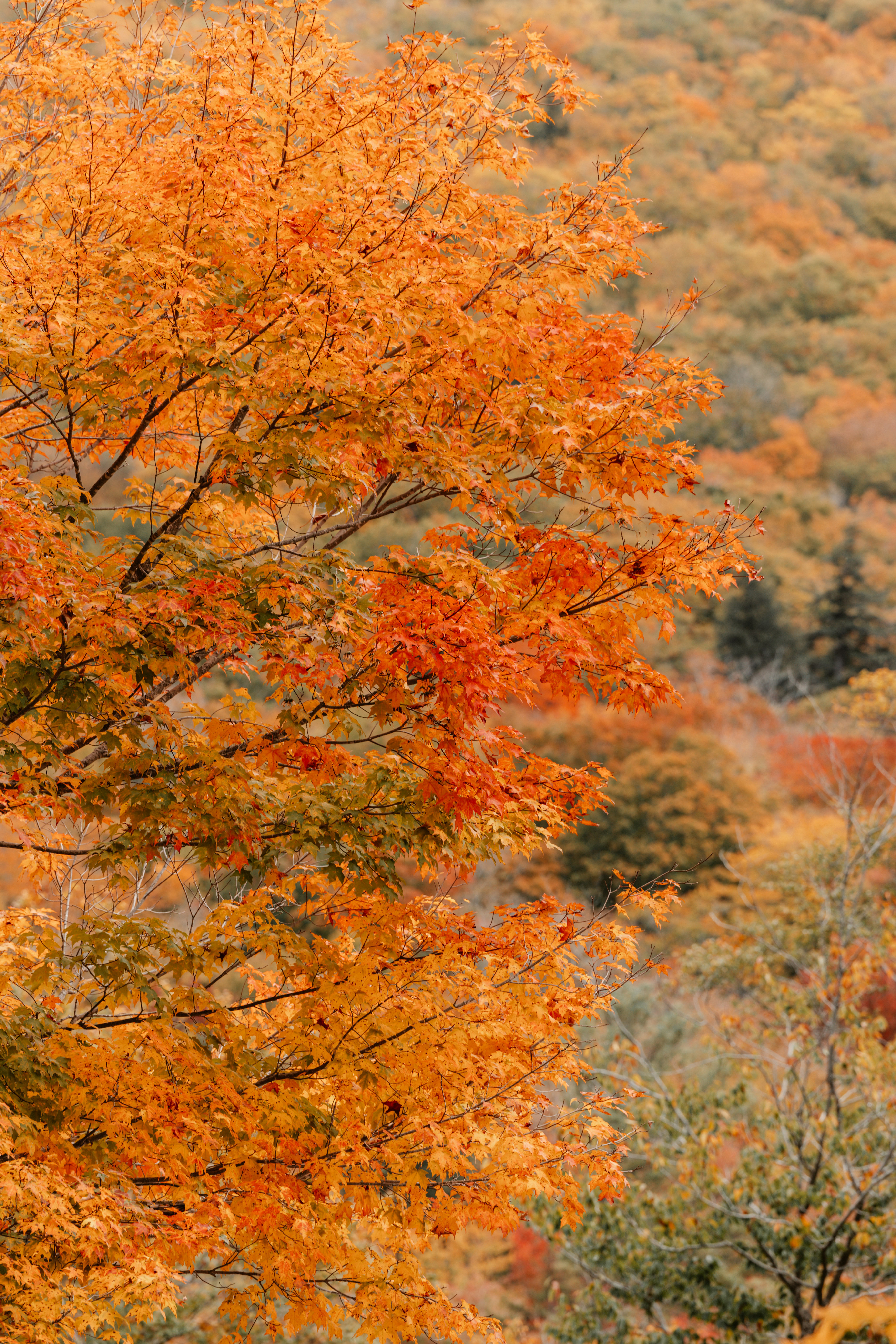 Autumn Ember: A Cascade of Orange Leaves Framing Distant Hills