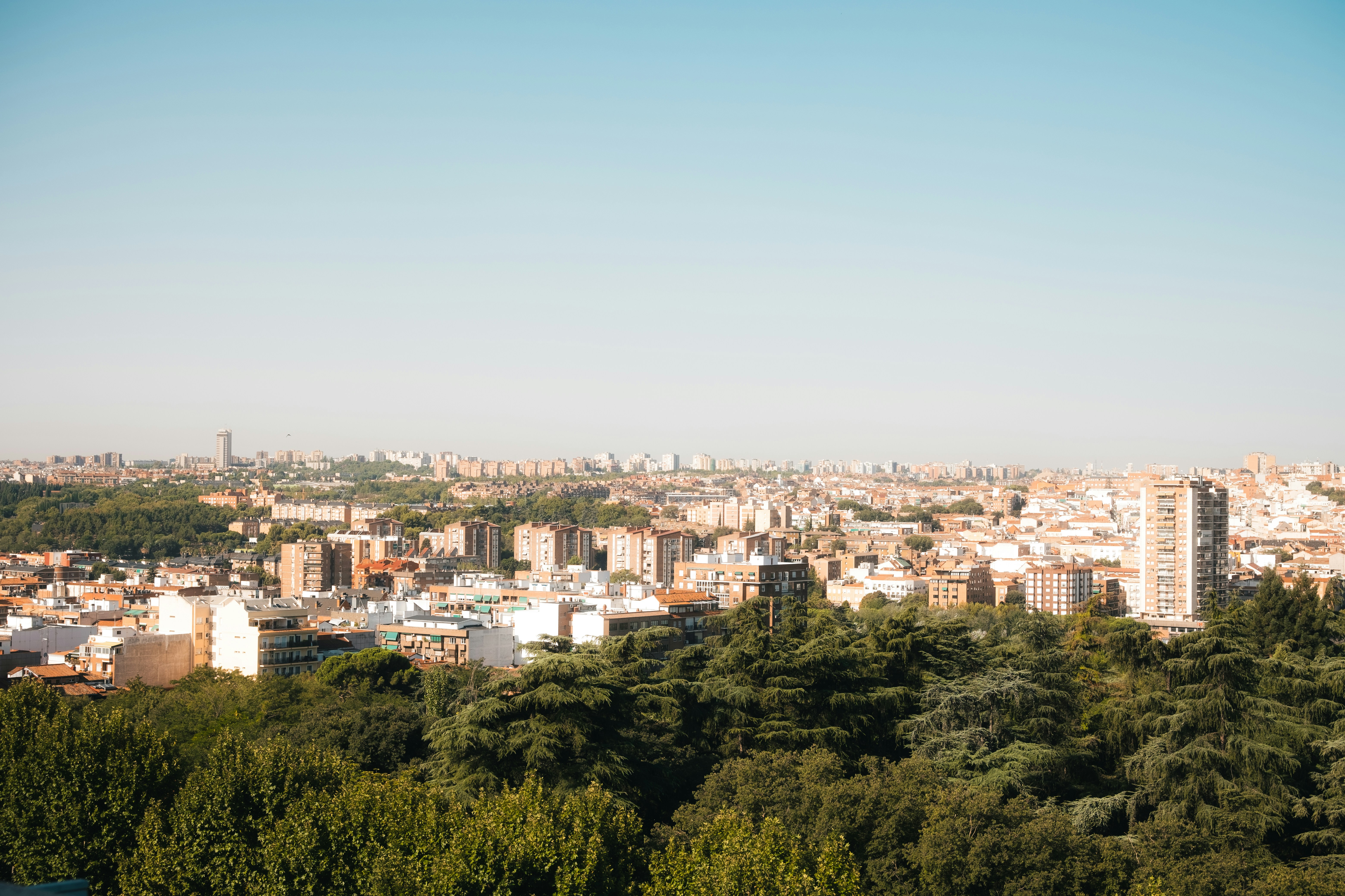 Distant City Crest Above a Forest Canopy