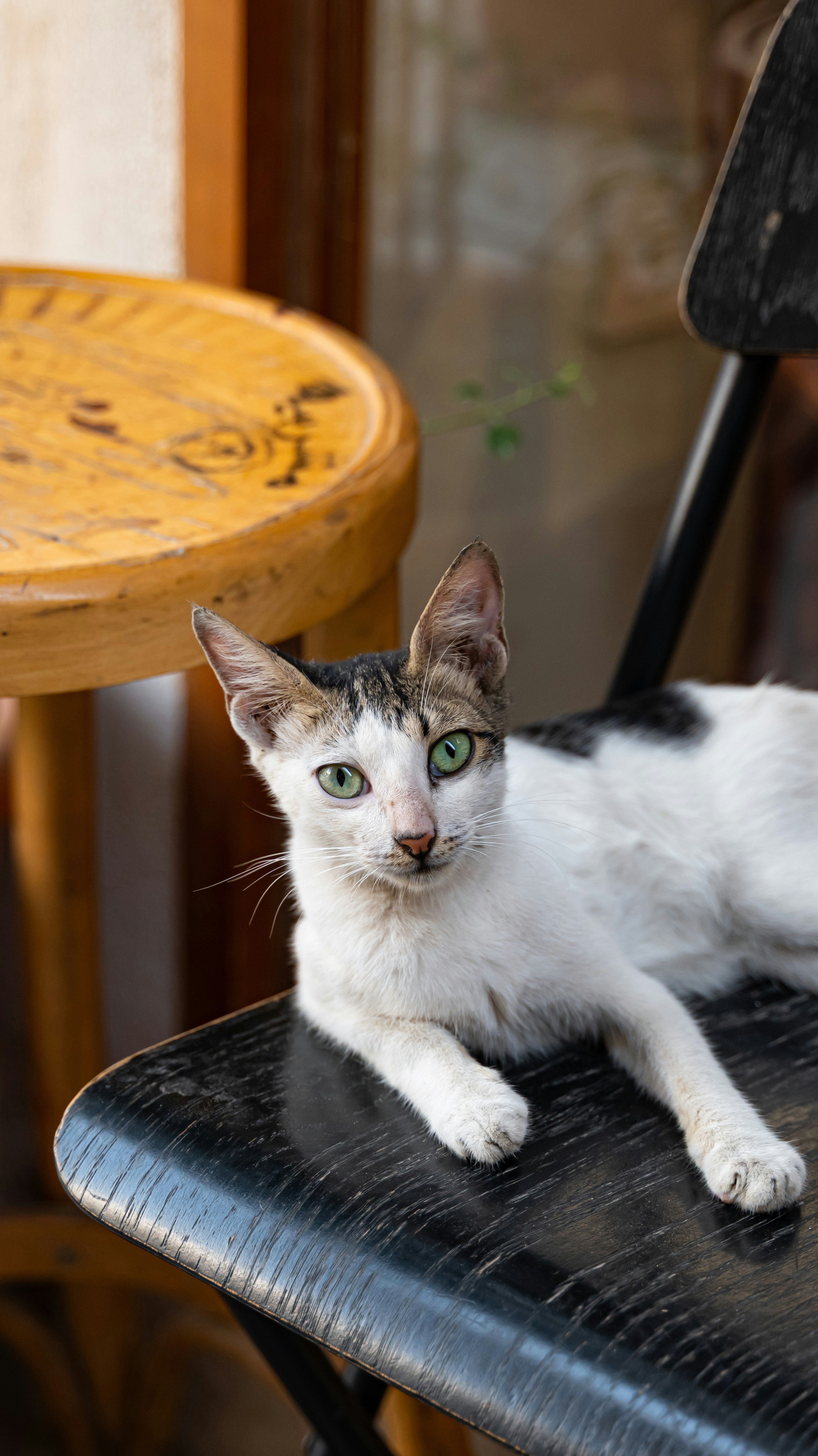 Resting gaze: a curious cat on a sunlit porch