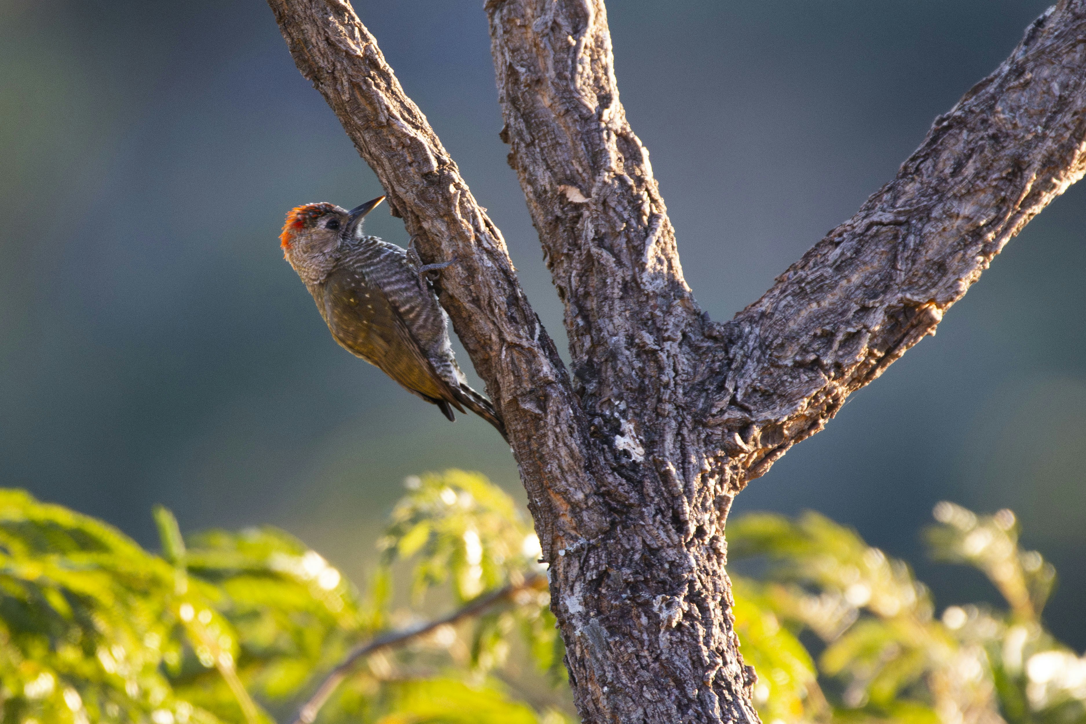 Tiny Woodpecker Scout on a Sunlit Trunk
