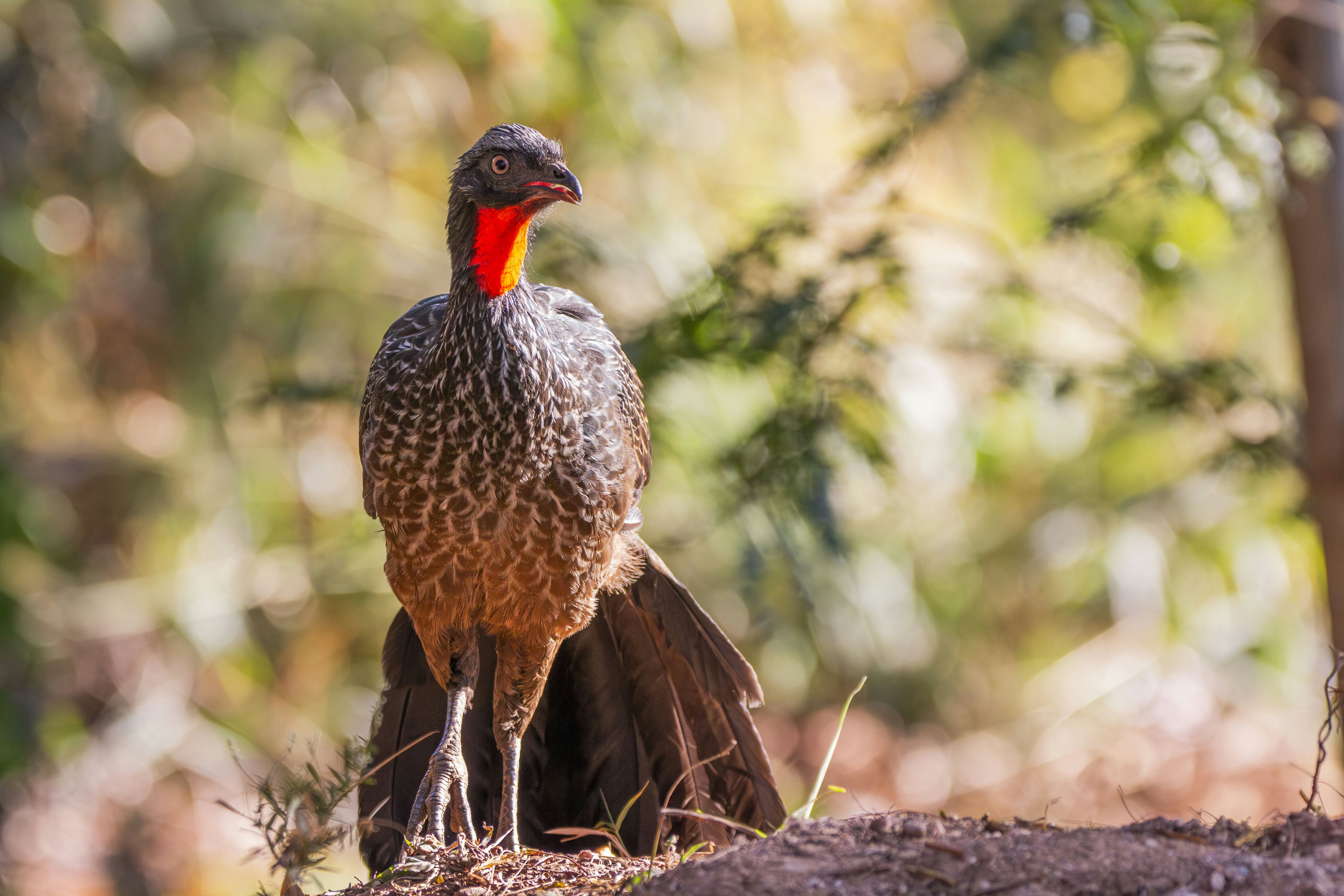 Scarlet-throated Pheasant in Dappled Forest Light
