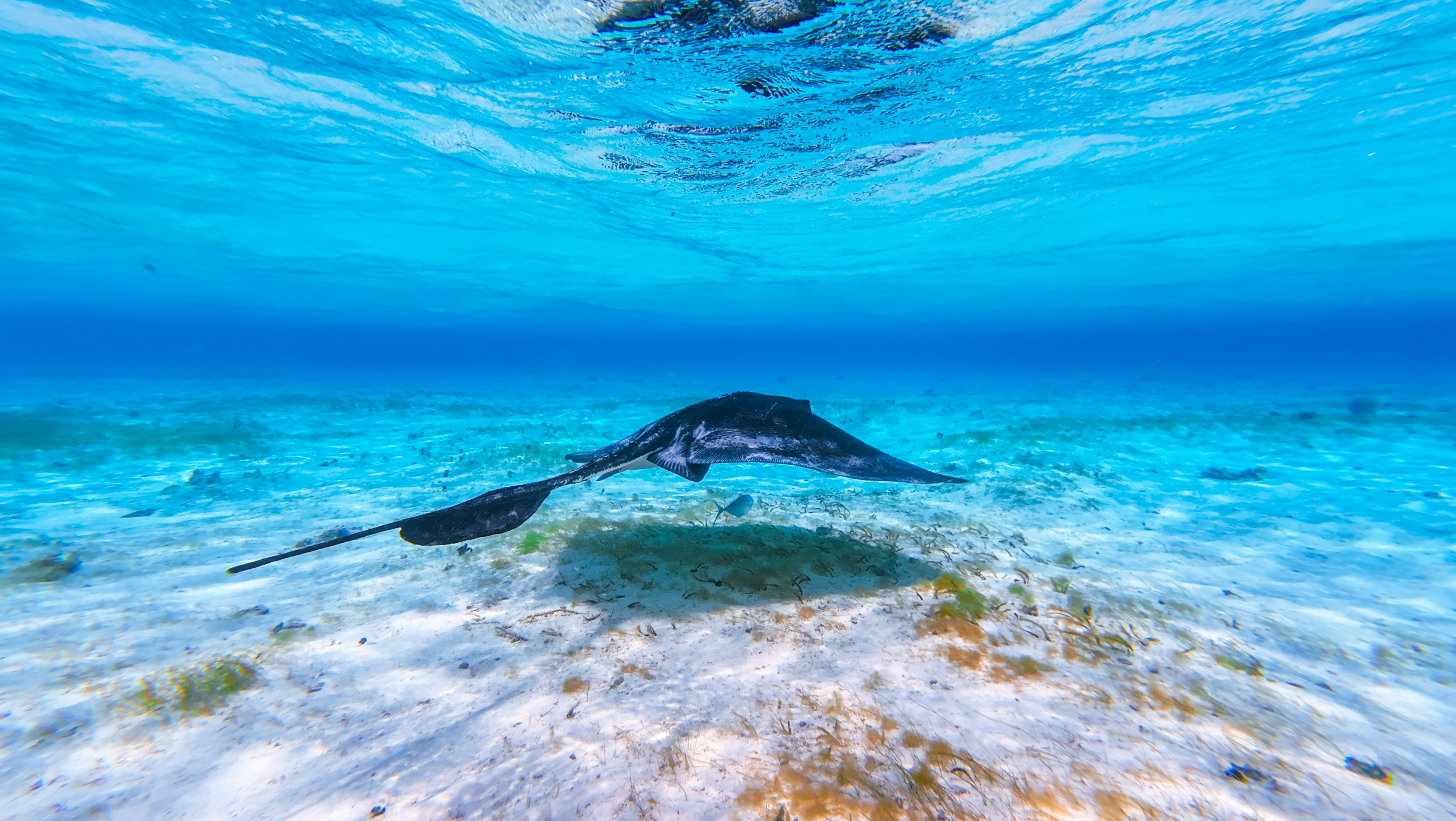 Manta ray glides above a colorful coral seabed in clear tropical water, captured underwater with a wide perspective.