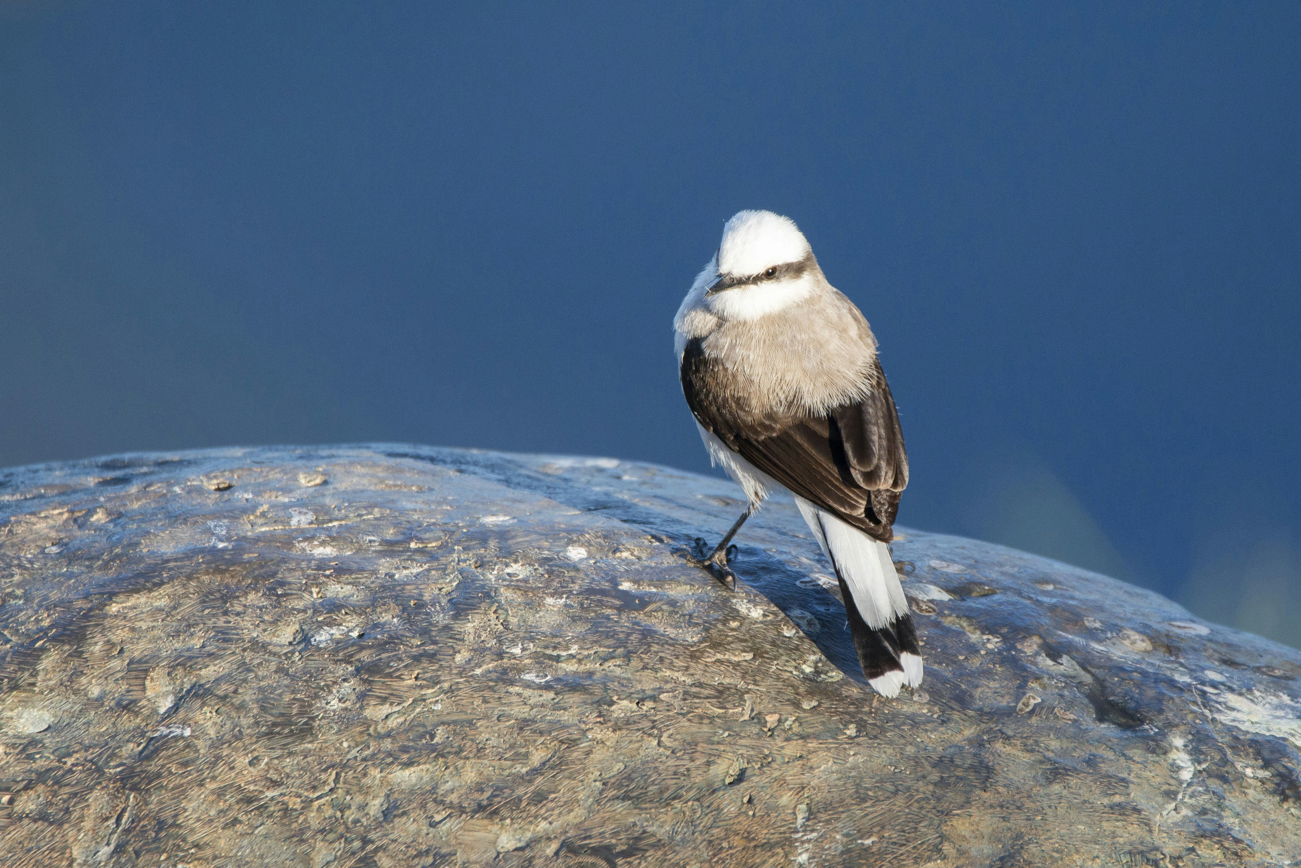 Sparrow on Stone: Quiet Perch with Blue Backdrop