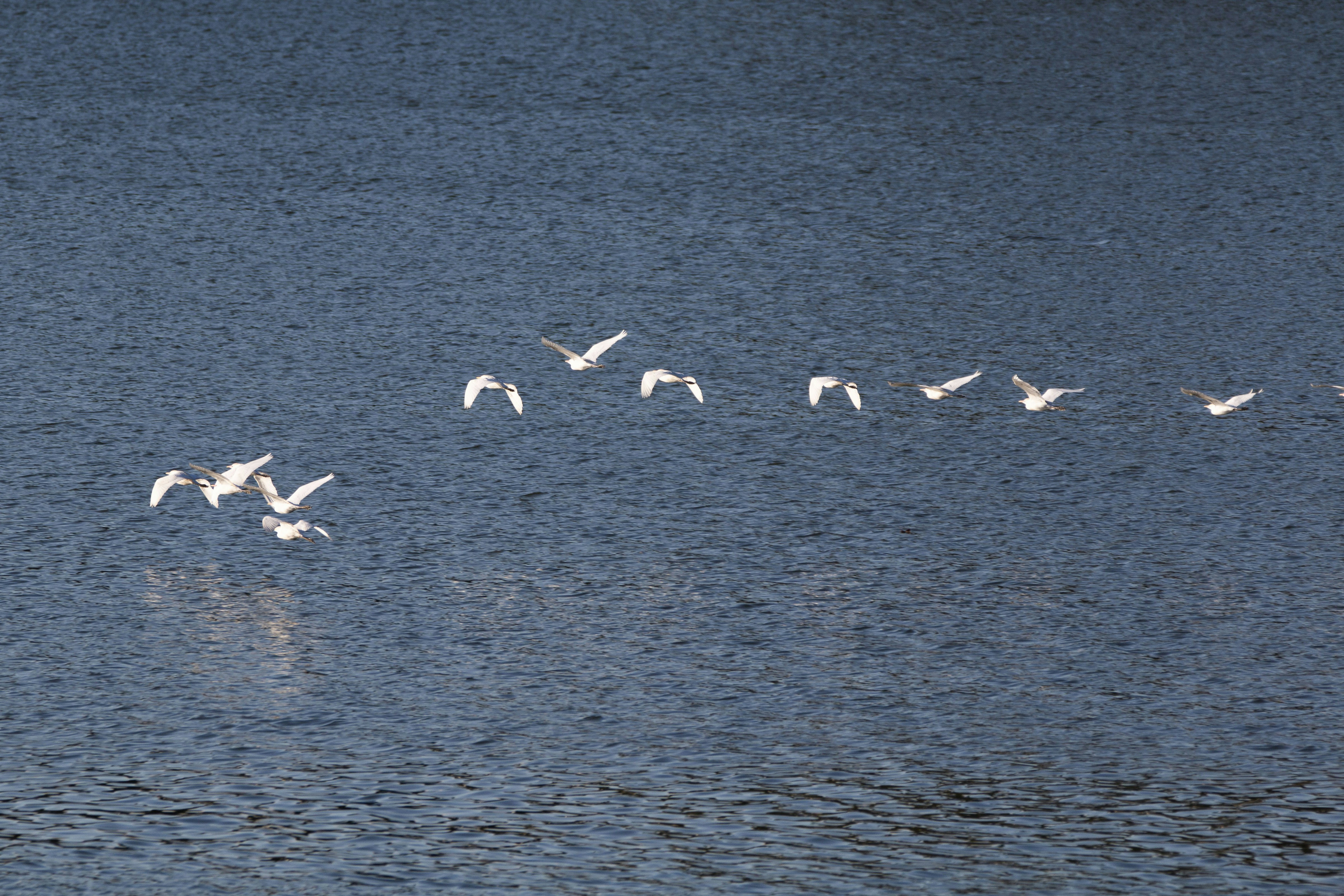Midflight over a tranquil blue lake: a V-formation of white birds