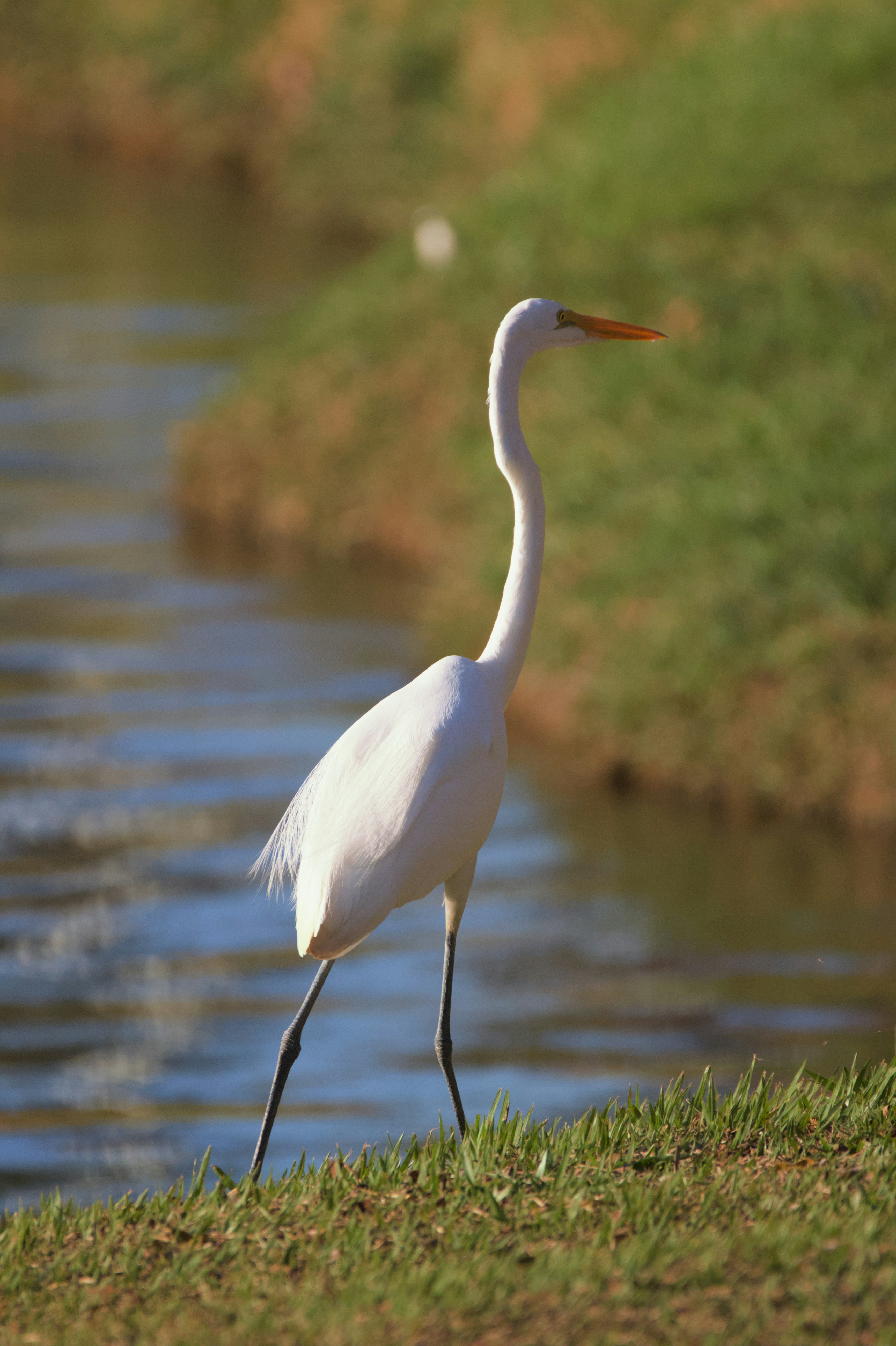 Photo by Everson Vansoski with Canon EOS 600D