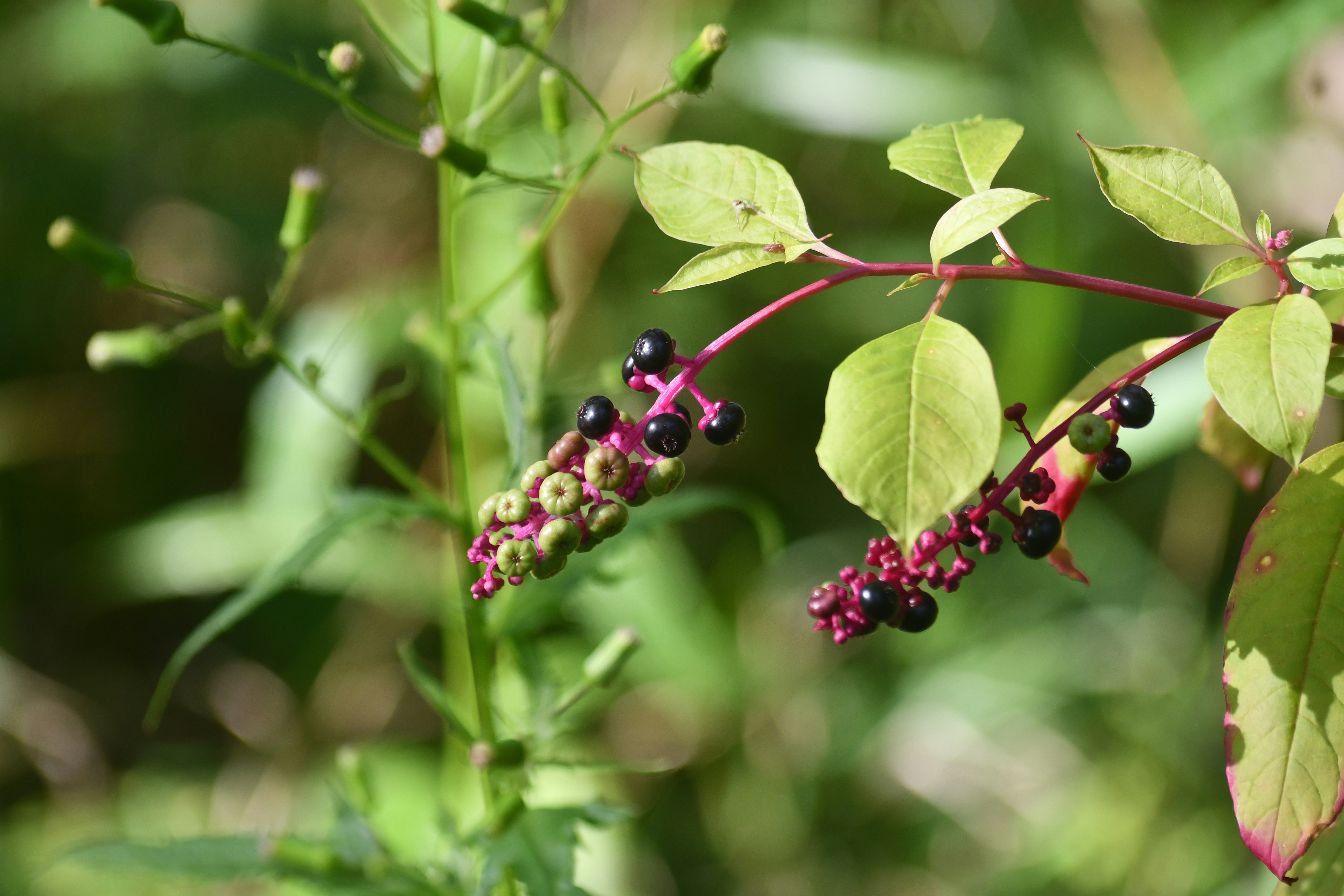 Berries on a Red-Stem Arch