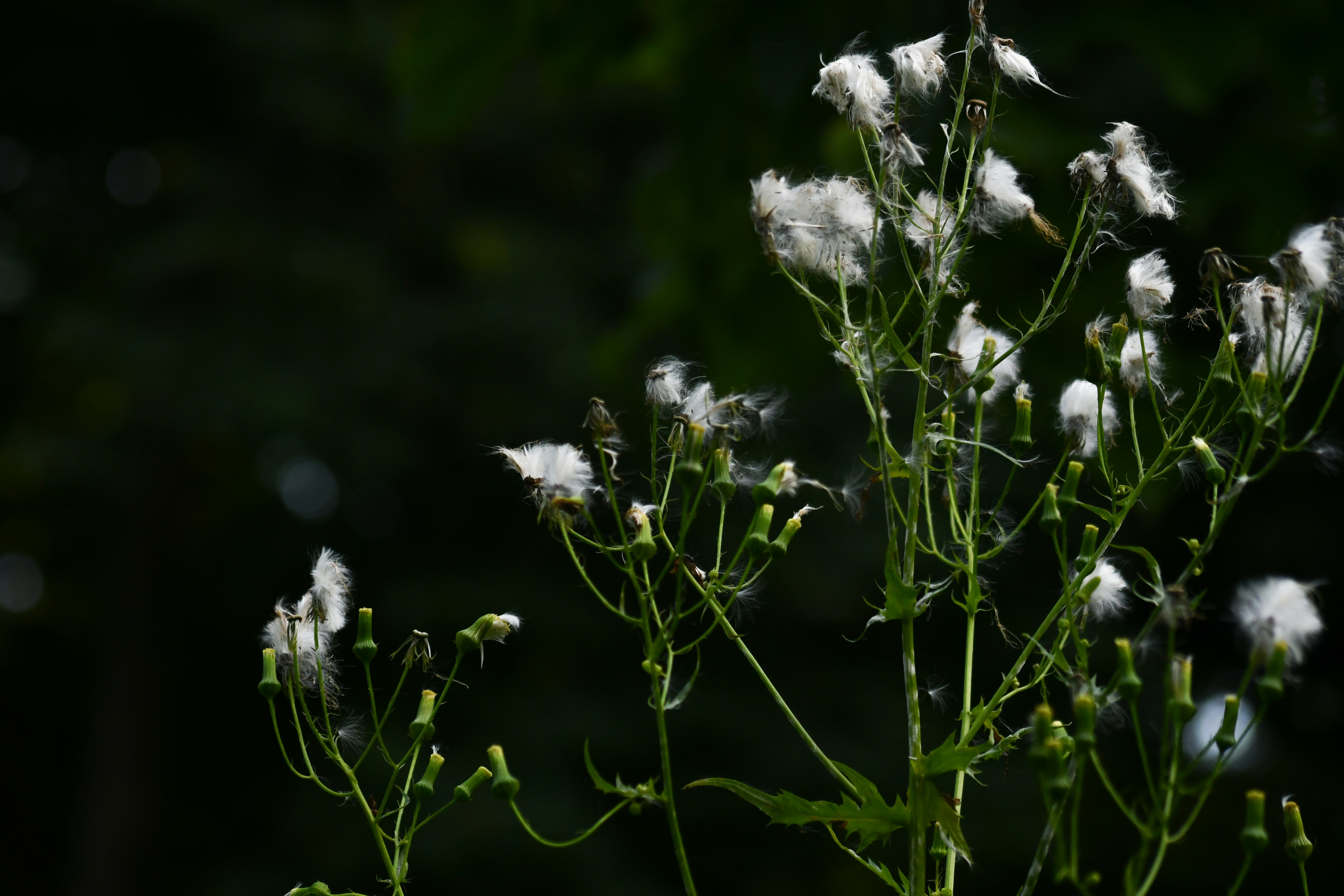 Soft-topped seed heads rise above slender stems, backlit against a dark, leafy background. A close study of delicate textures and natural forms with a restrained color palette.