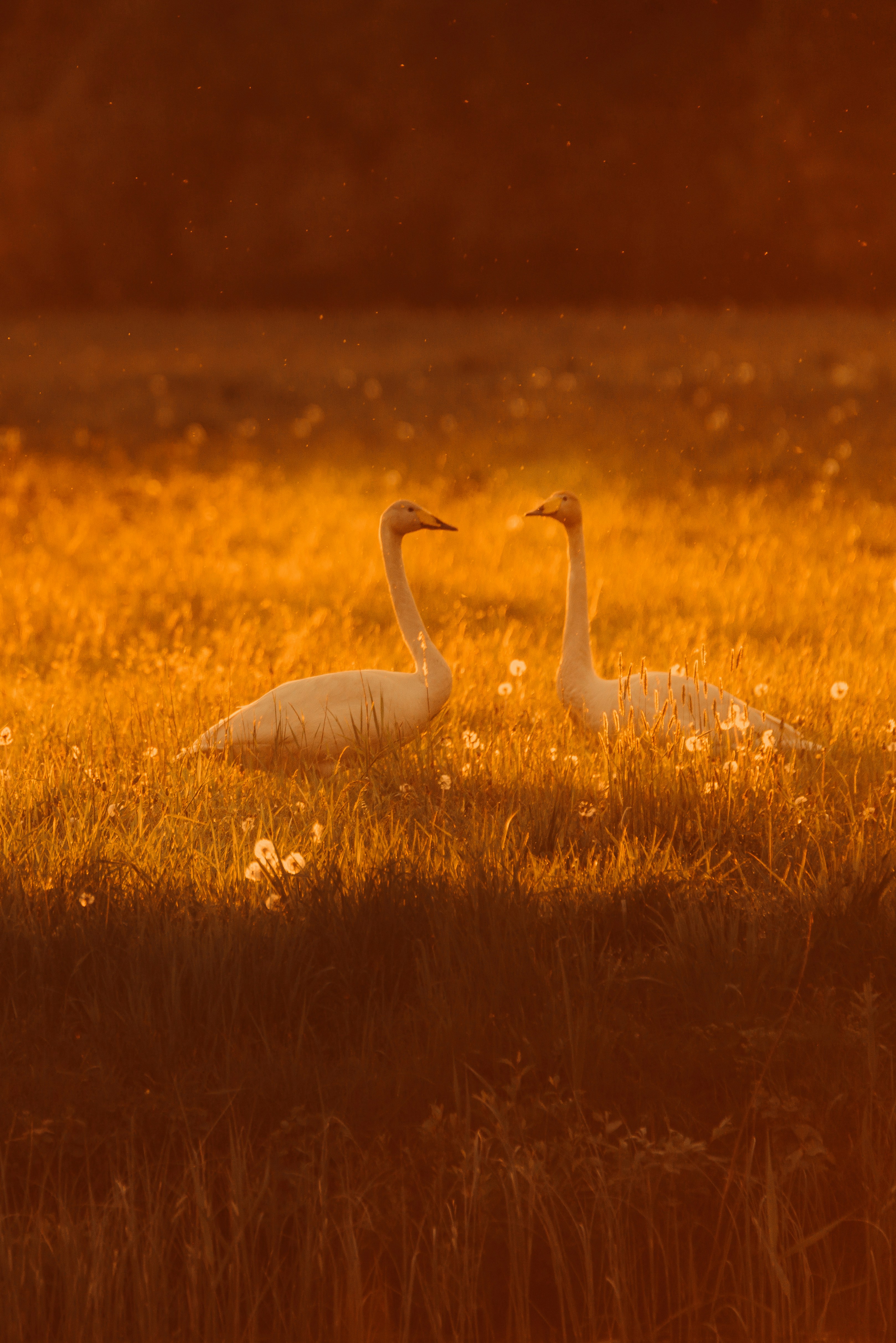 Whispers in Golden Light: Dual Swans Amid Quiet Meadow