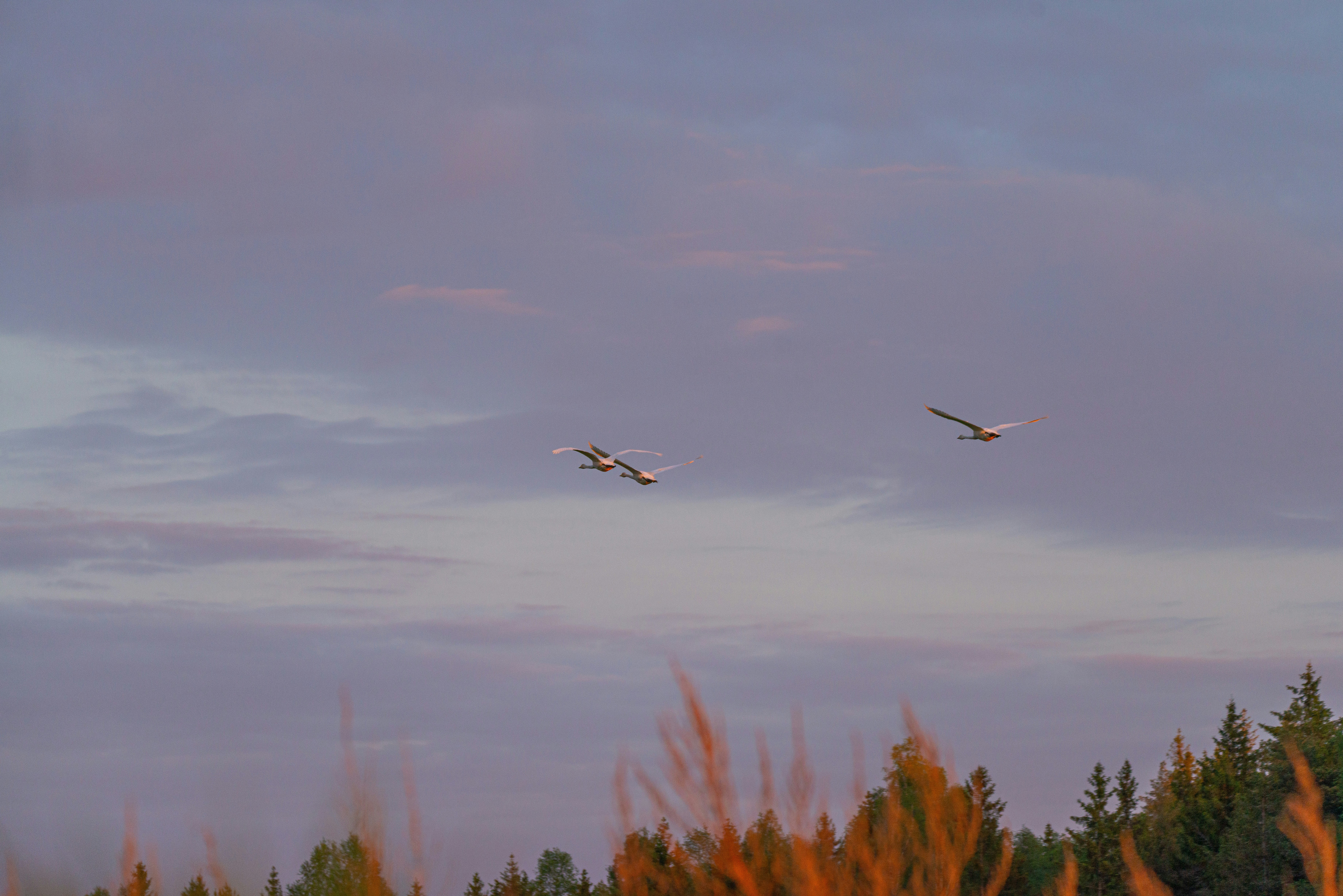 Twin Wings Over Quiet Pines