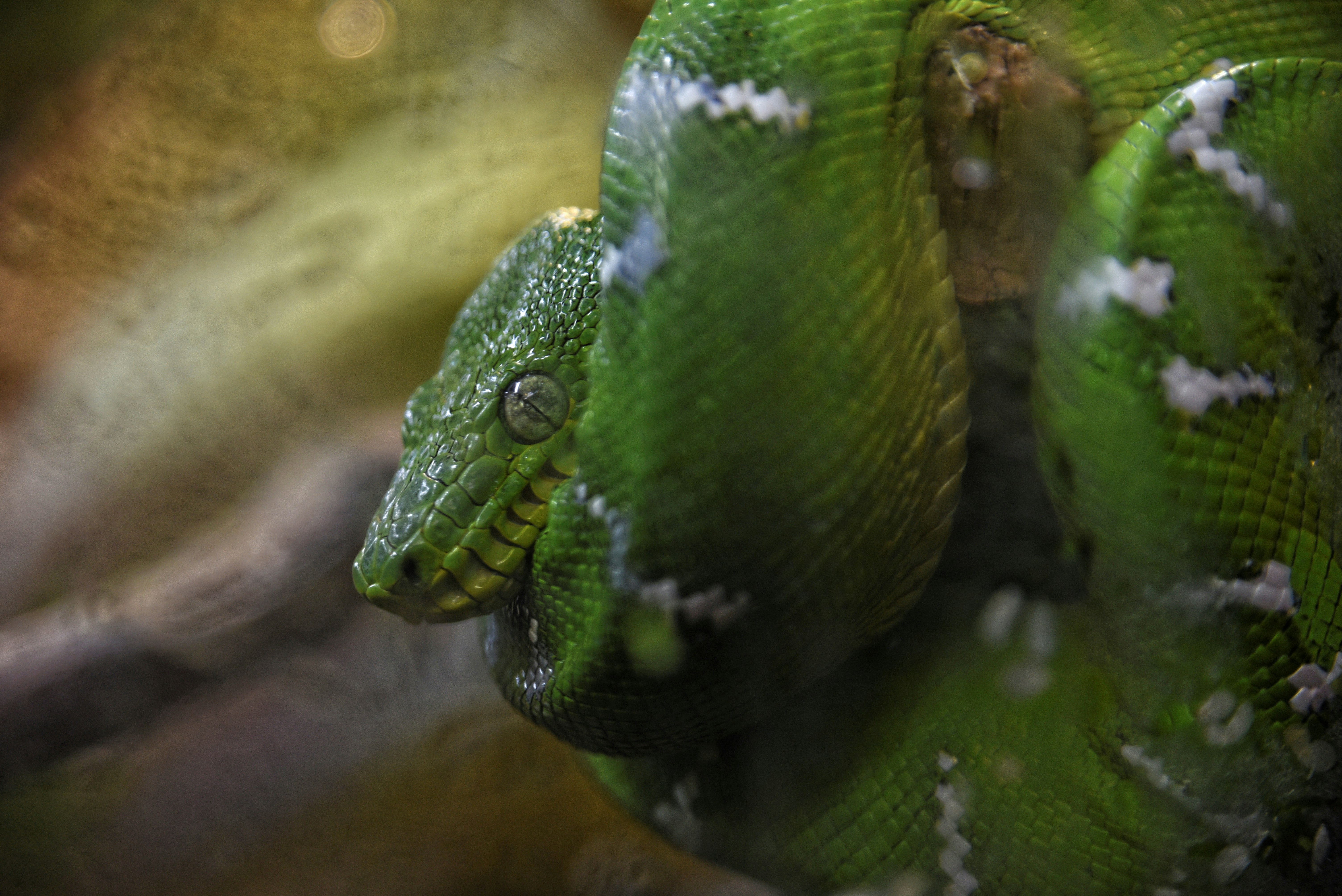 Emerald Coil: Close-up of a Green Pit Viper Locked in Still Vigil