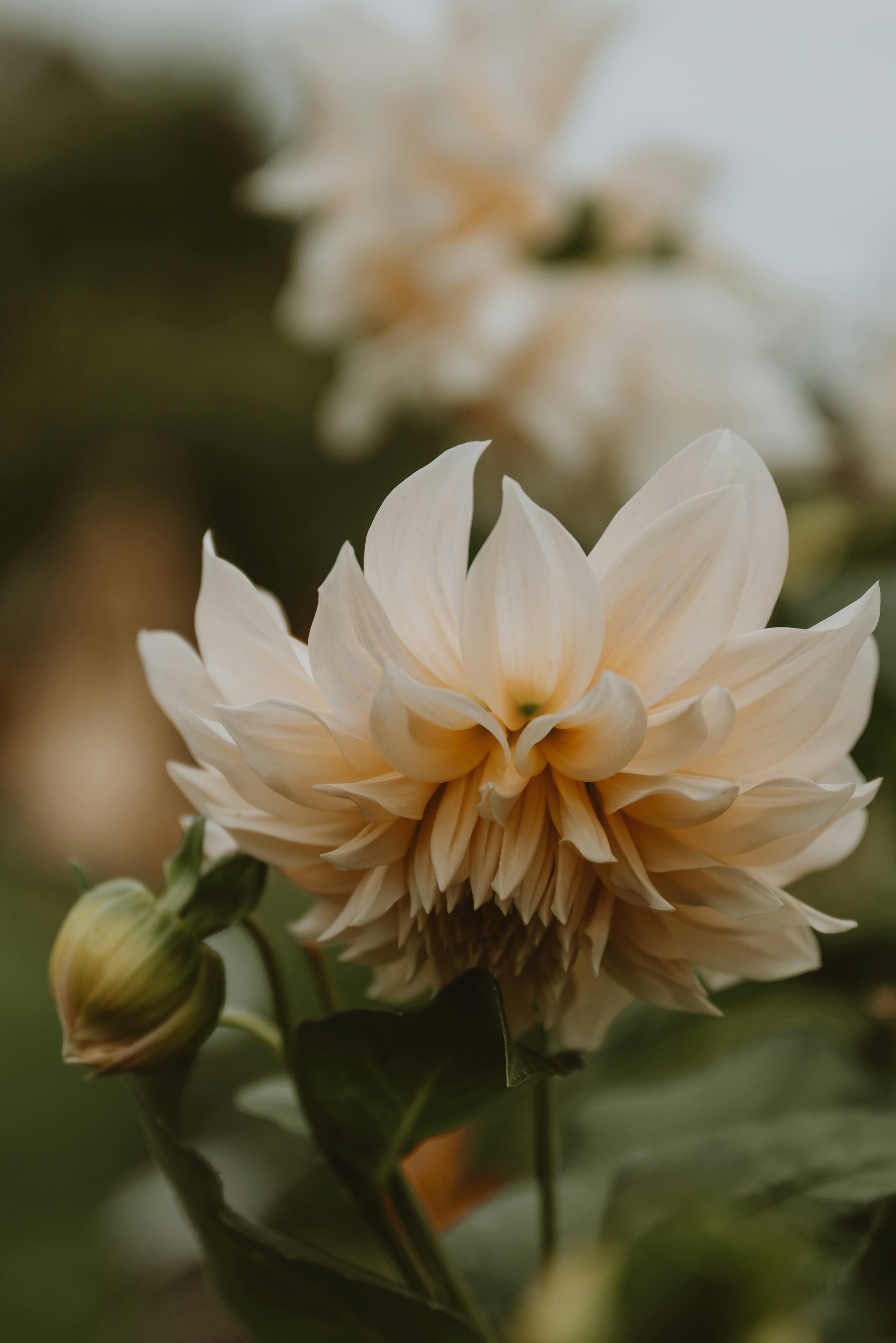 Cream Dahlia in Soft Focus: A Petal Portrait
