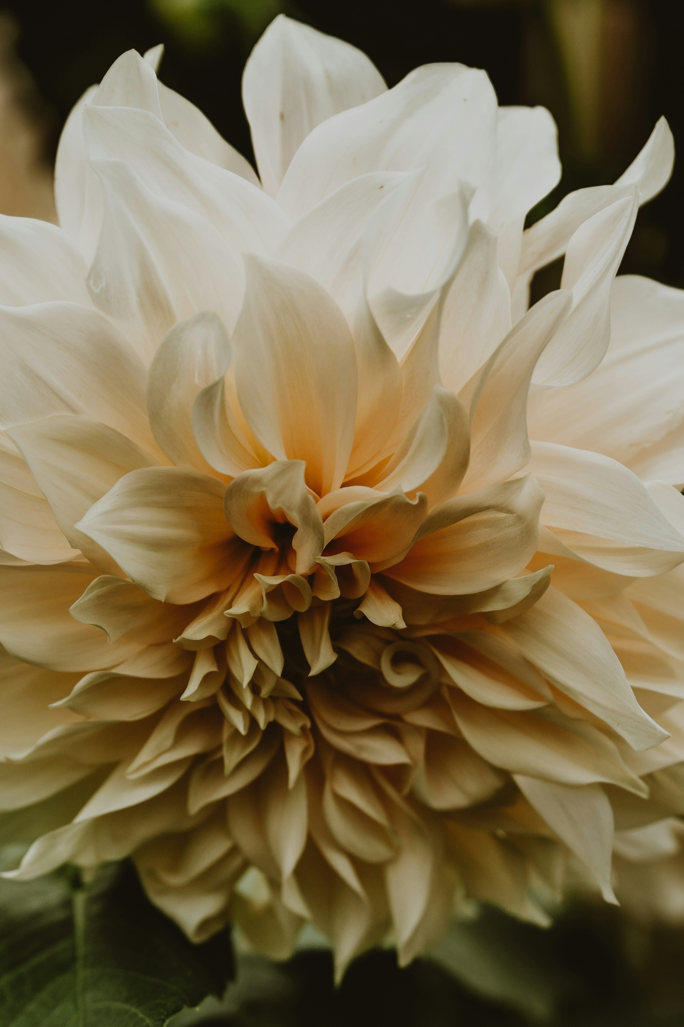 Petaled Centerpiece: Soft Ivory Dahlia in Warm Backlight