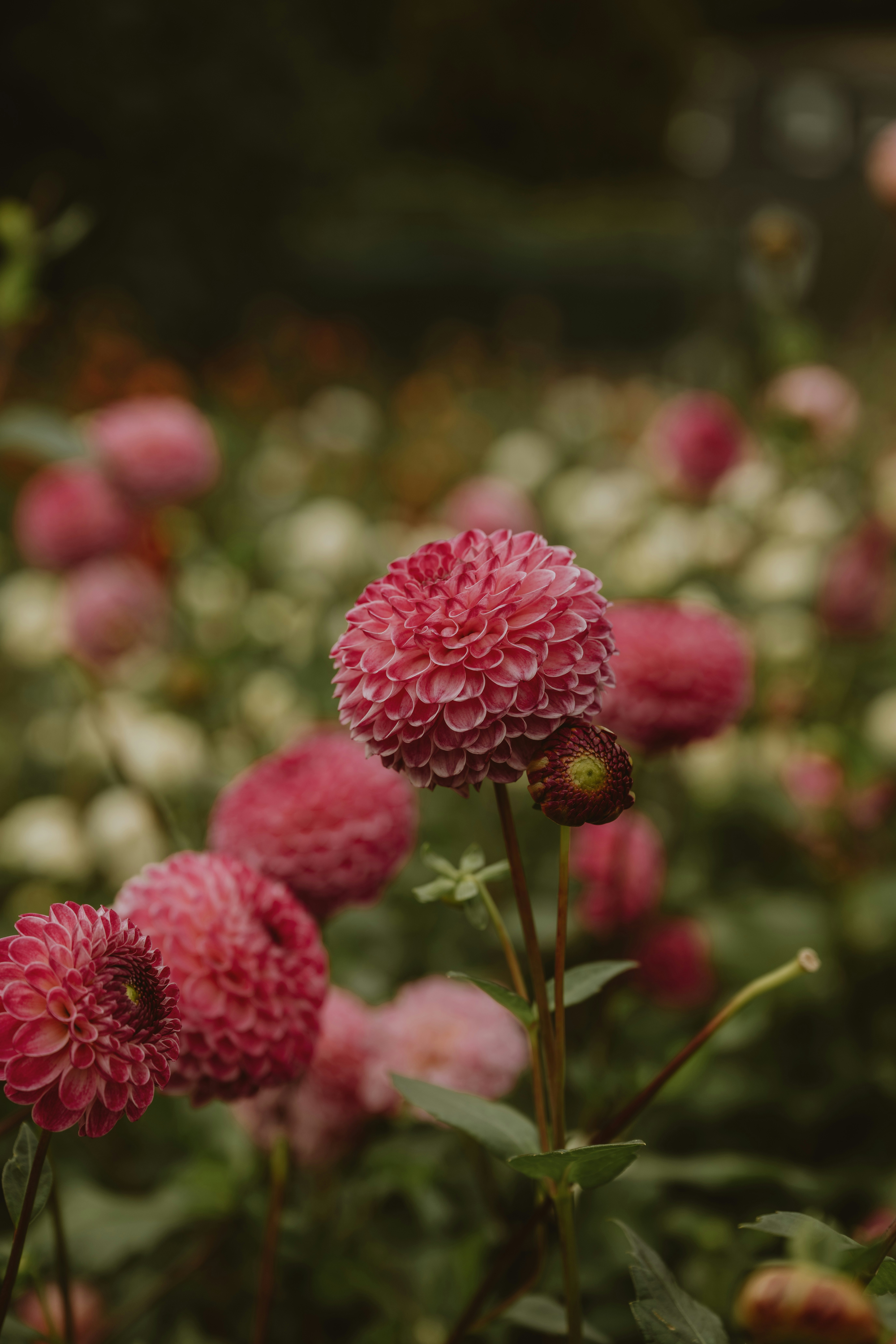 Pink Zinnia Crown in a Quiet Bloomscape