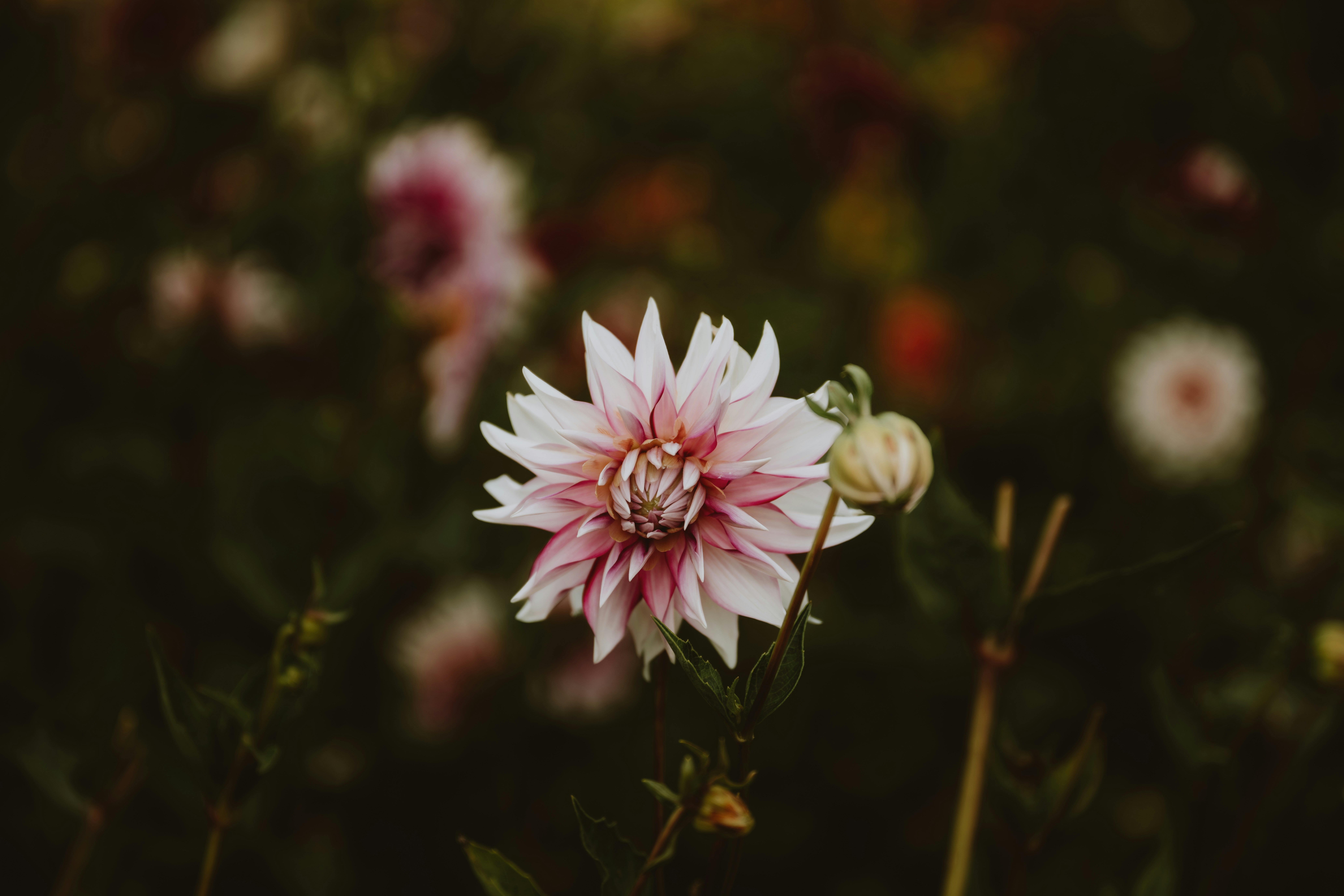 Pink Dahlias in Soft Backlight: A Center-Stage Bloom