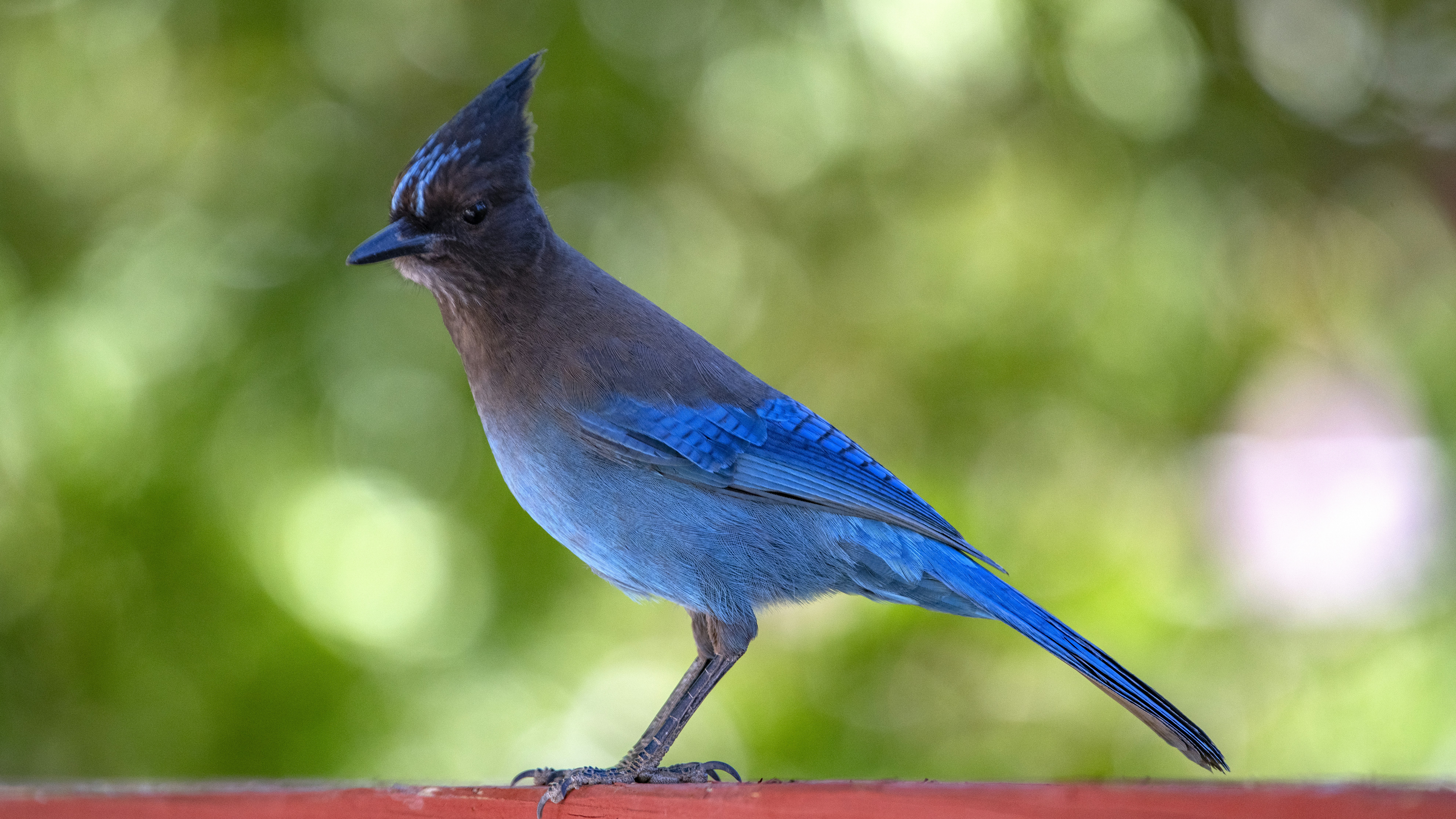 Vivid blue bird perches on a railing with a blurred green background, spotlighting its plumage. A naturalistic wildlife portrait suitable for nature photography collections.