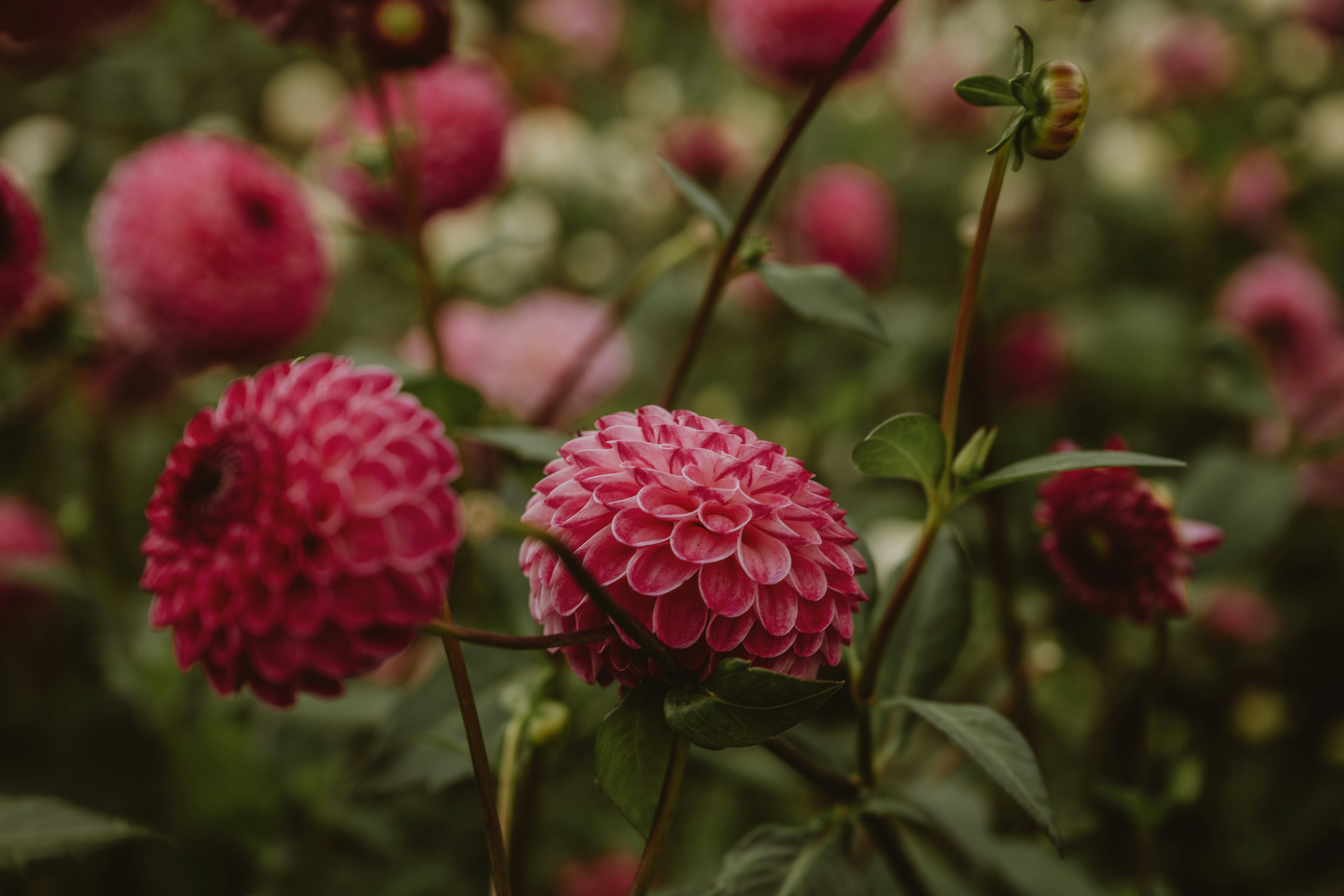 Blooming Mosaic: A Pink Dahlia in Soft Focus