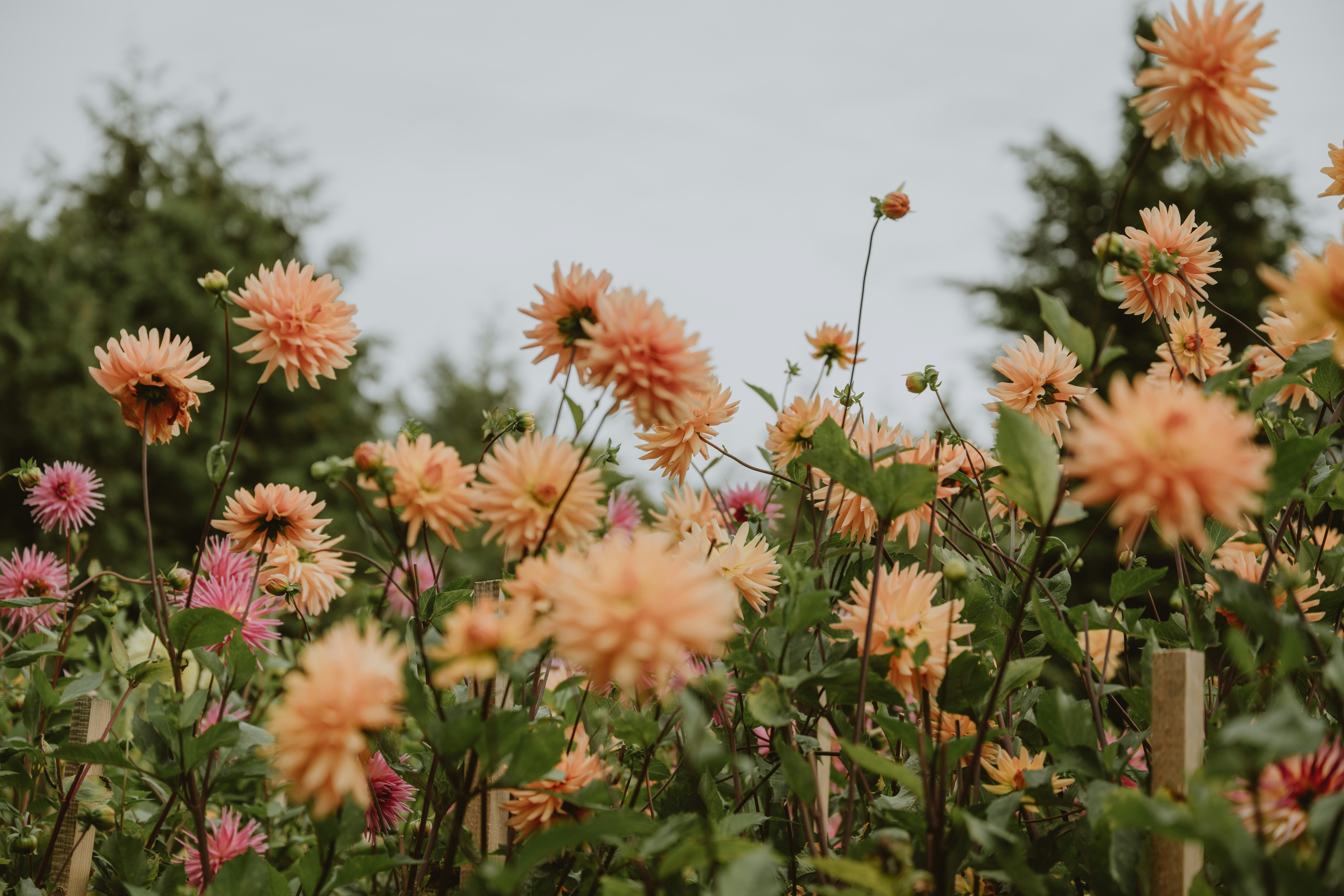 Blush Blooms in a Summer Patch