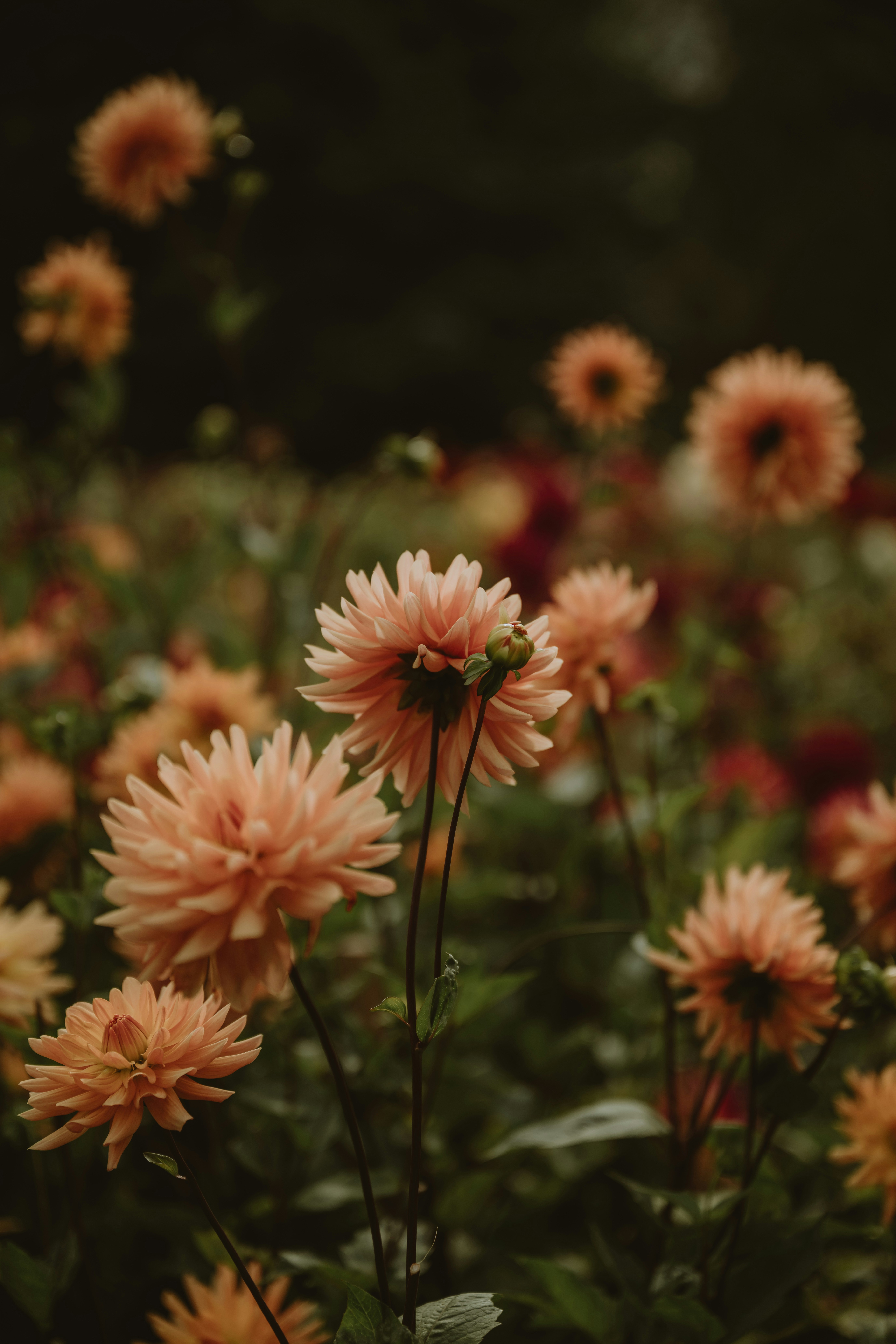 Peach Blush Dahlias in Evening Light