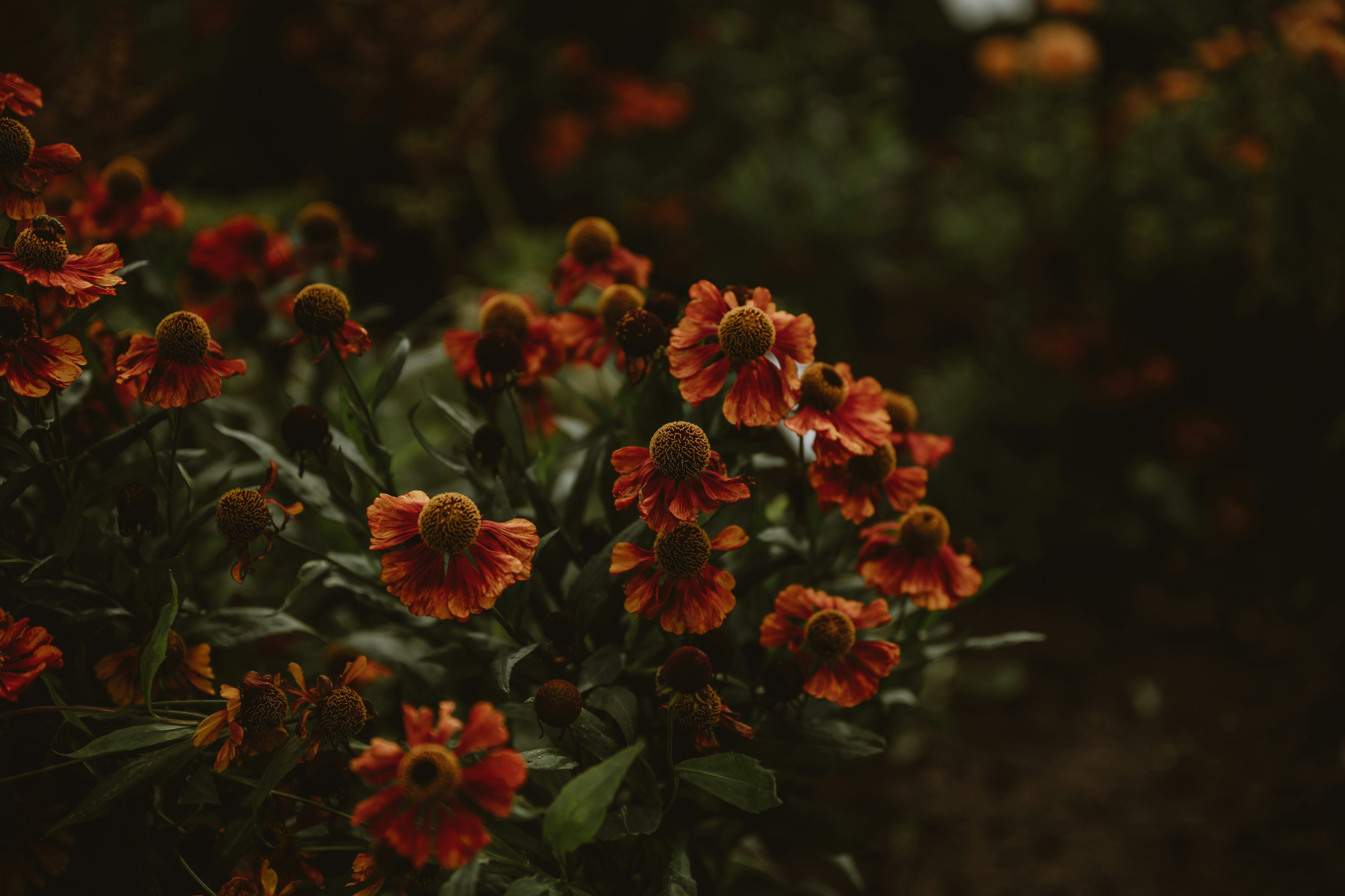 Orchid-esque Blooms in a Dusky Garden