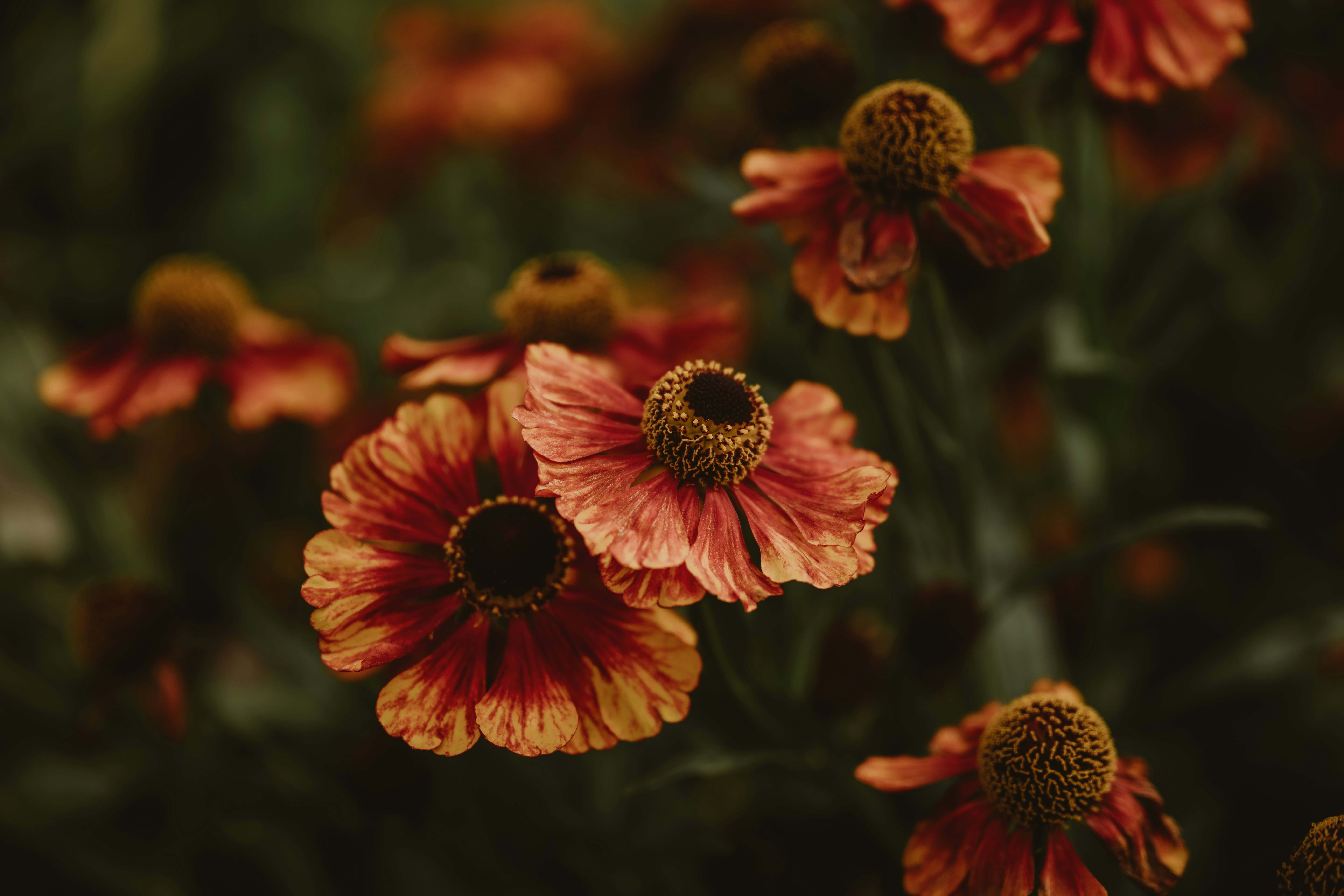 Amber Bloom: Close-Up of Rust- tinted Helenium in twilight-like Light