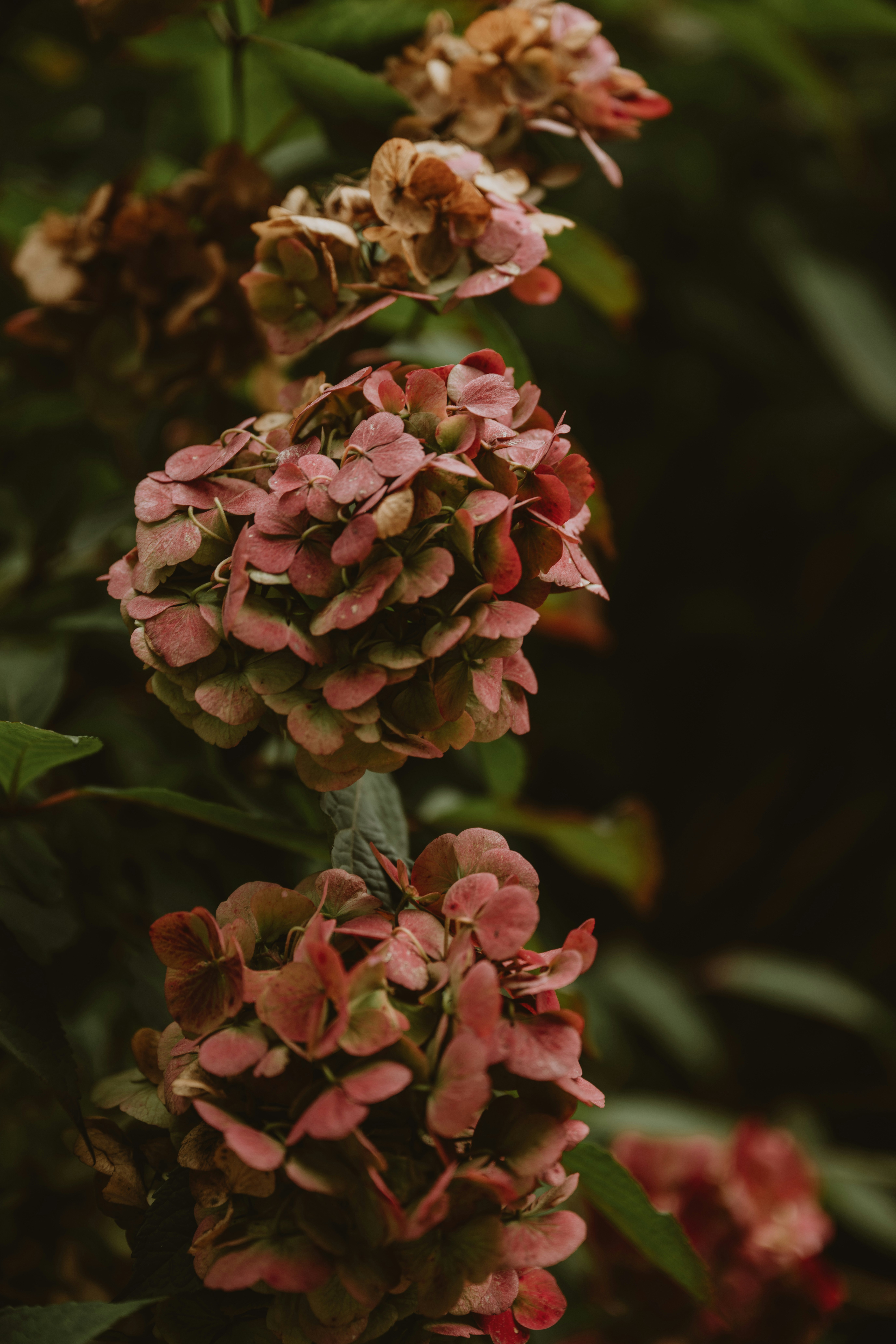 Pastel Hydrangea Clusters in Soft Evening Light