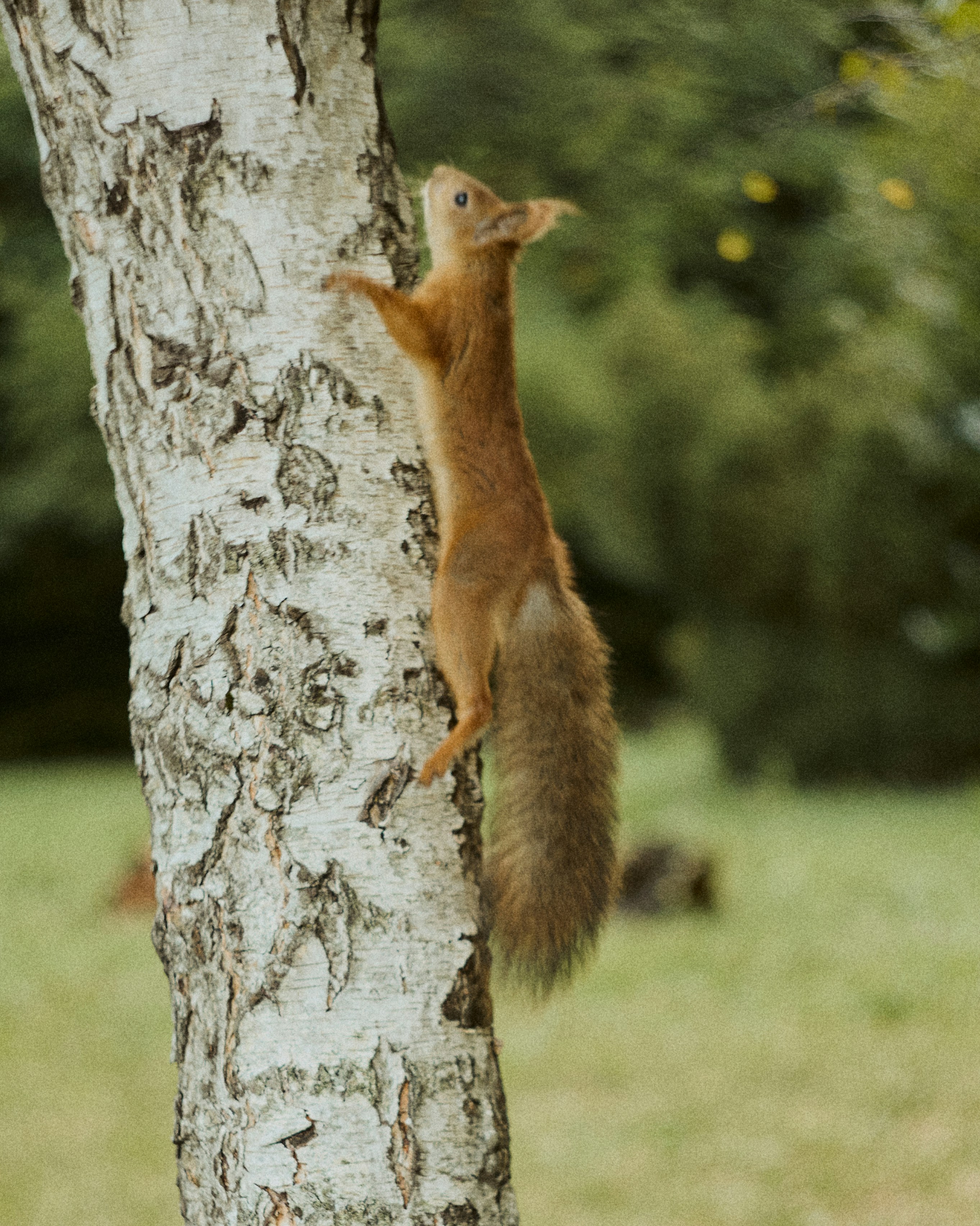 Squirrel Ascending the Bark: a moment of woodland vertical ascent