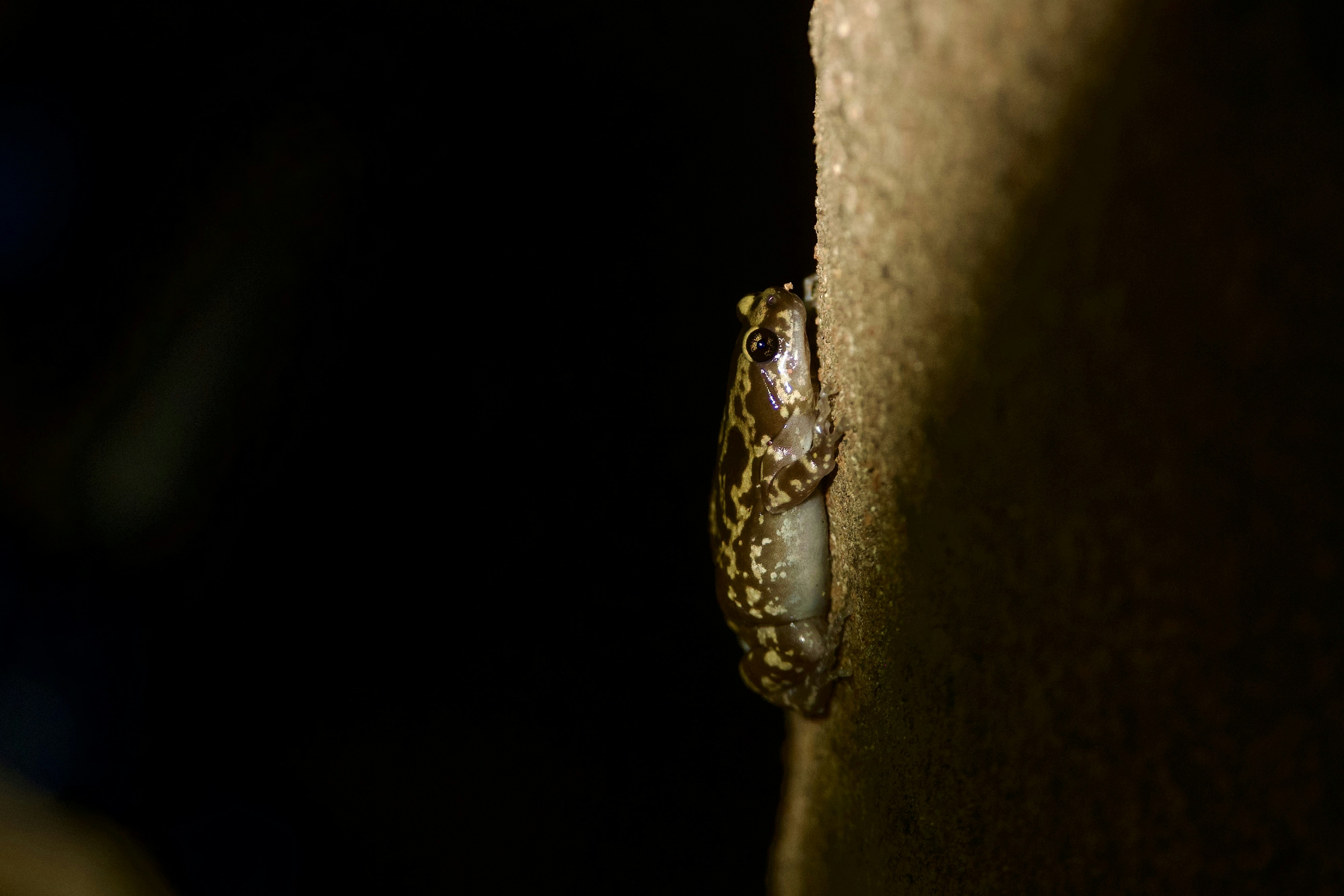 Tiny Camouflaged Hopper: A Closer Look at a Mottled Insect Clinging to Bark