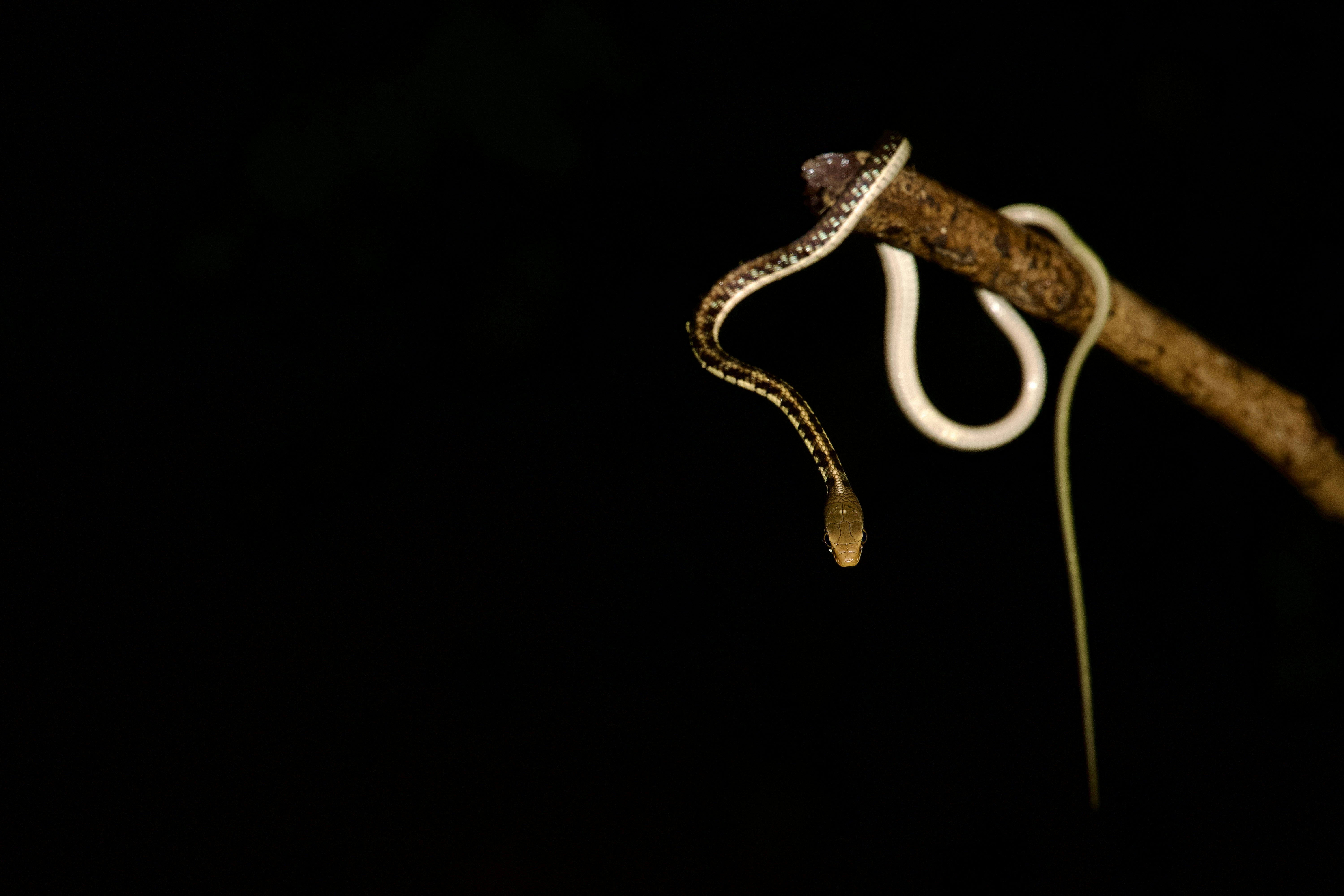 Venom on a Twig: A Night Study in Tension