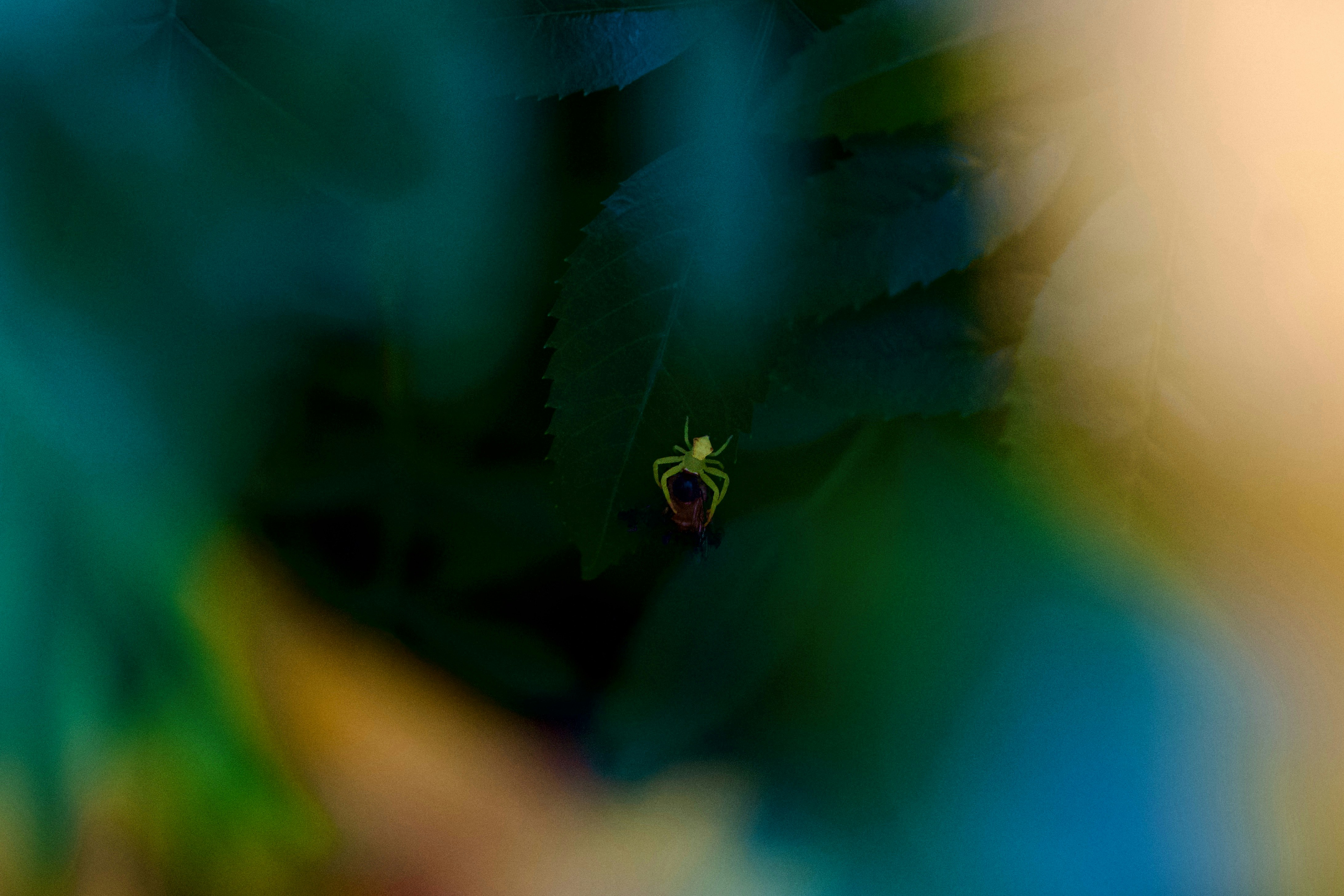 Emerald Veil: A Hidden Bloom Peeking Through the Leaves