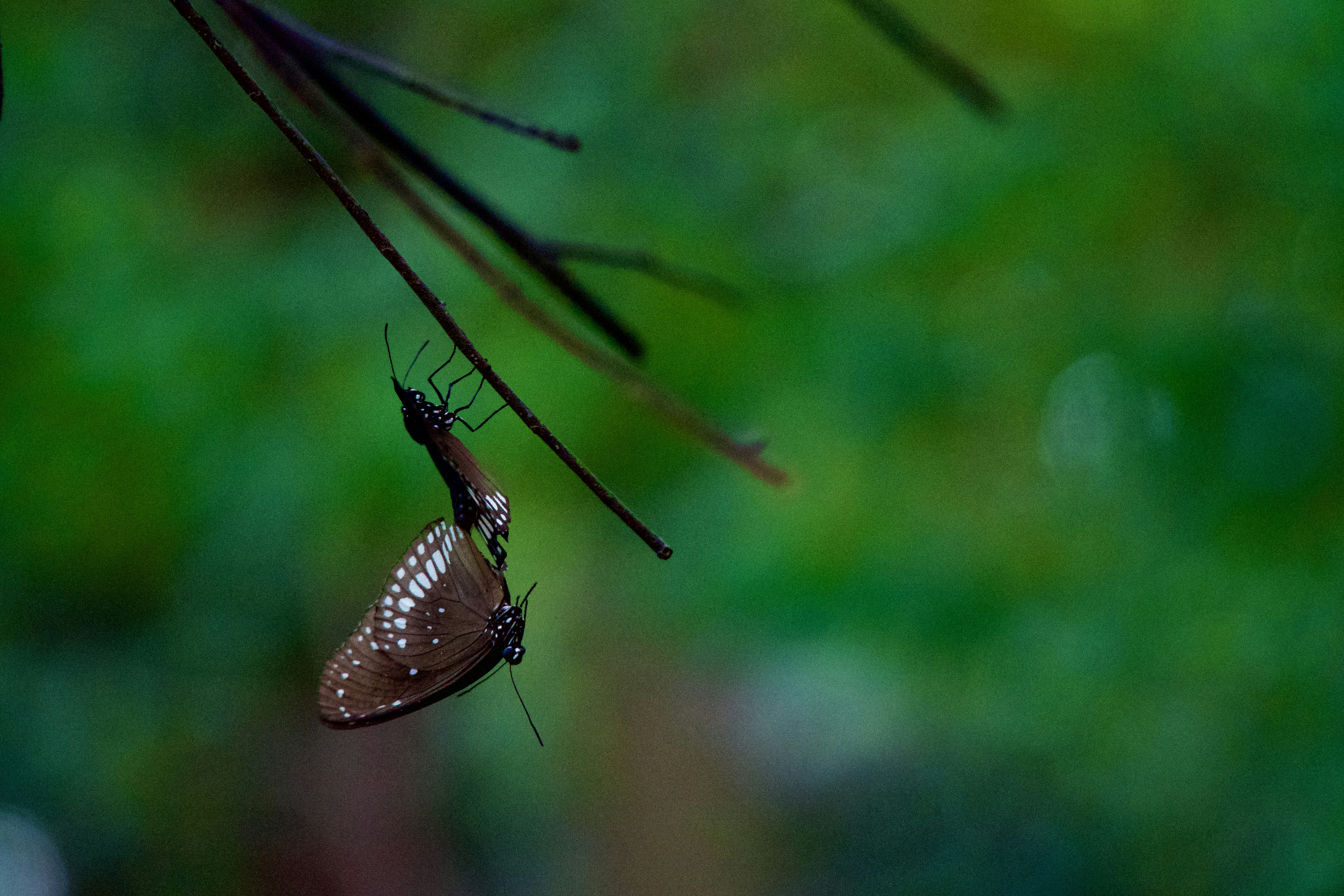 Midair Portrait of a Upside-Down Monarch: A Hovering Butterfly Against Emerald Blur