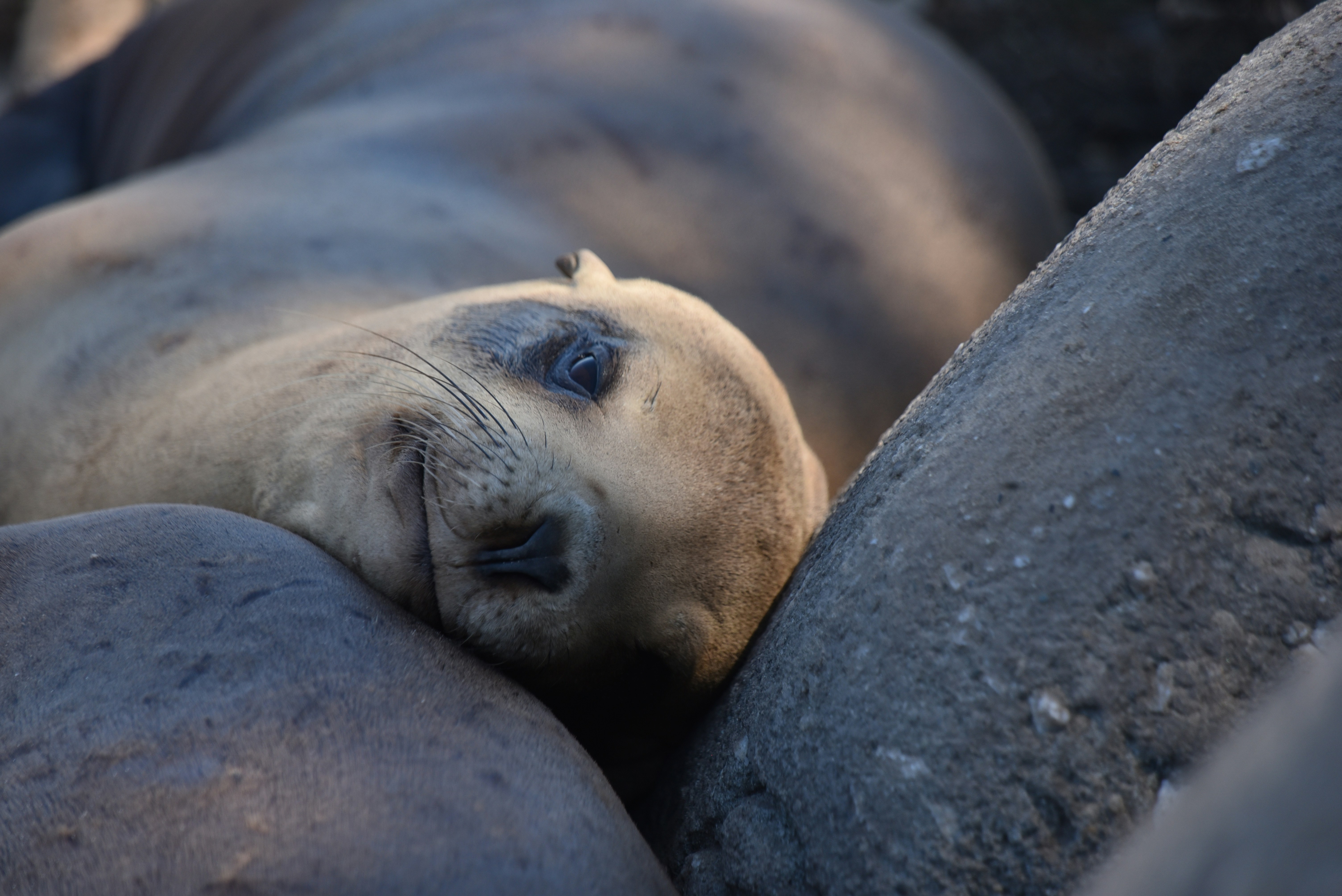 Gentle Belch of the Sea Pup: Resting on a Silky Pebble Bed