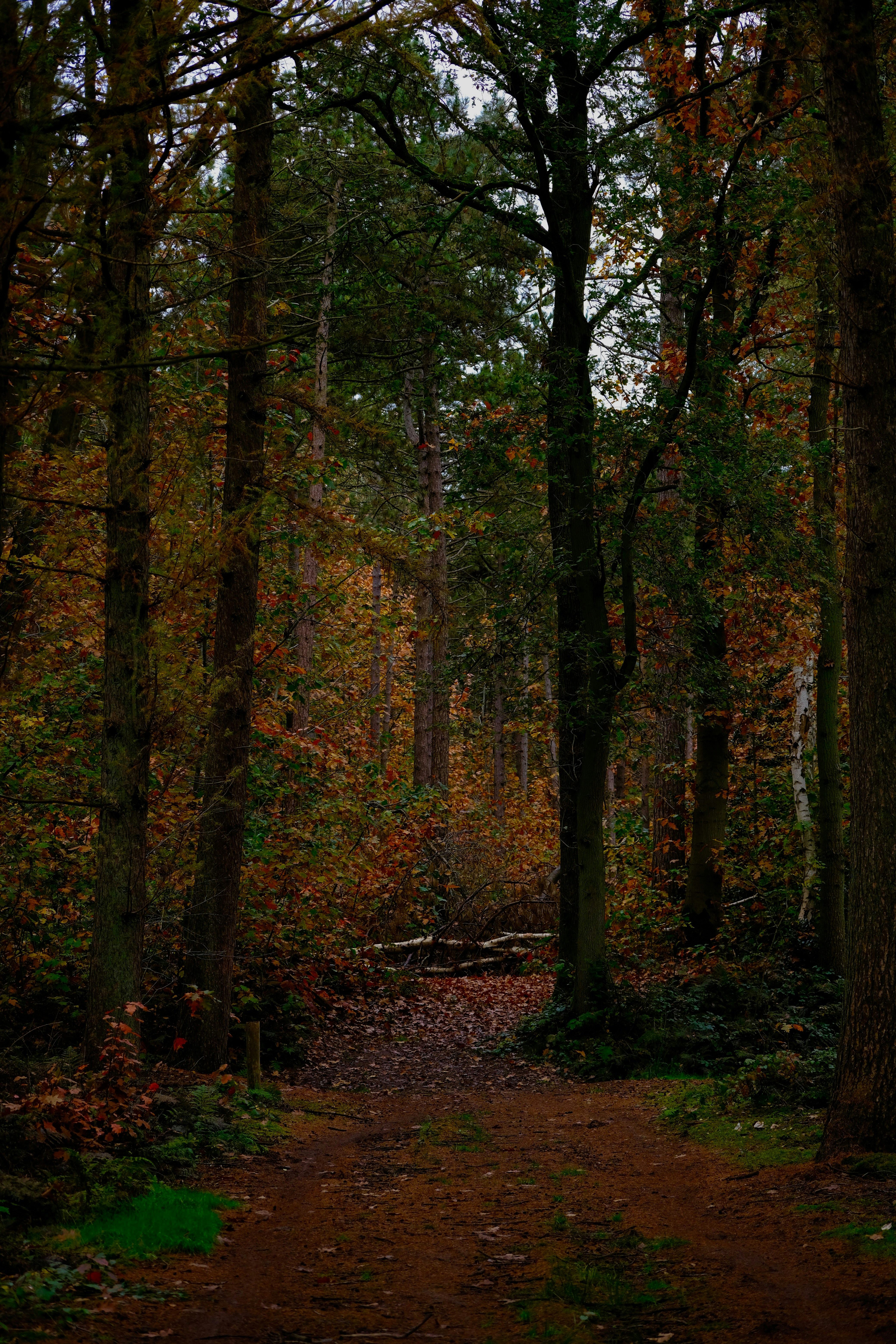 Autumn Forest Path: Quiet Descent Through Dappled Light