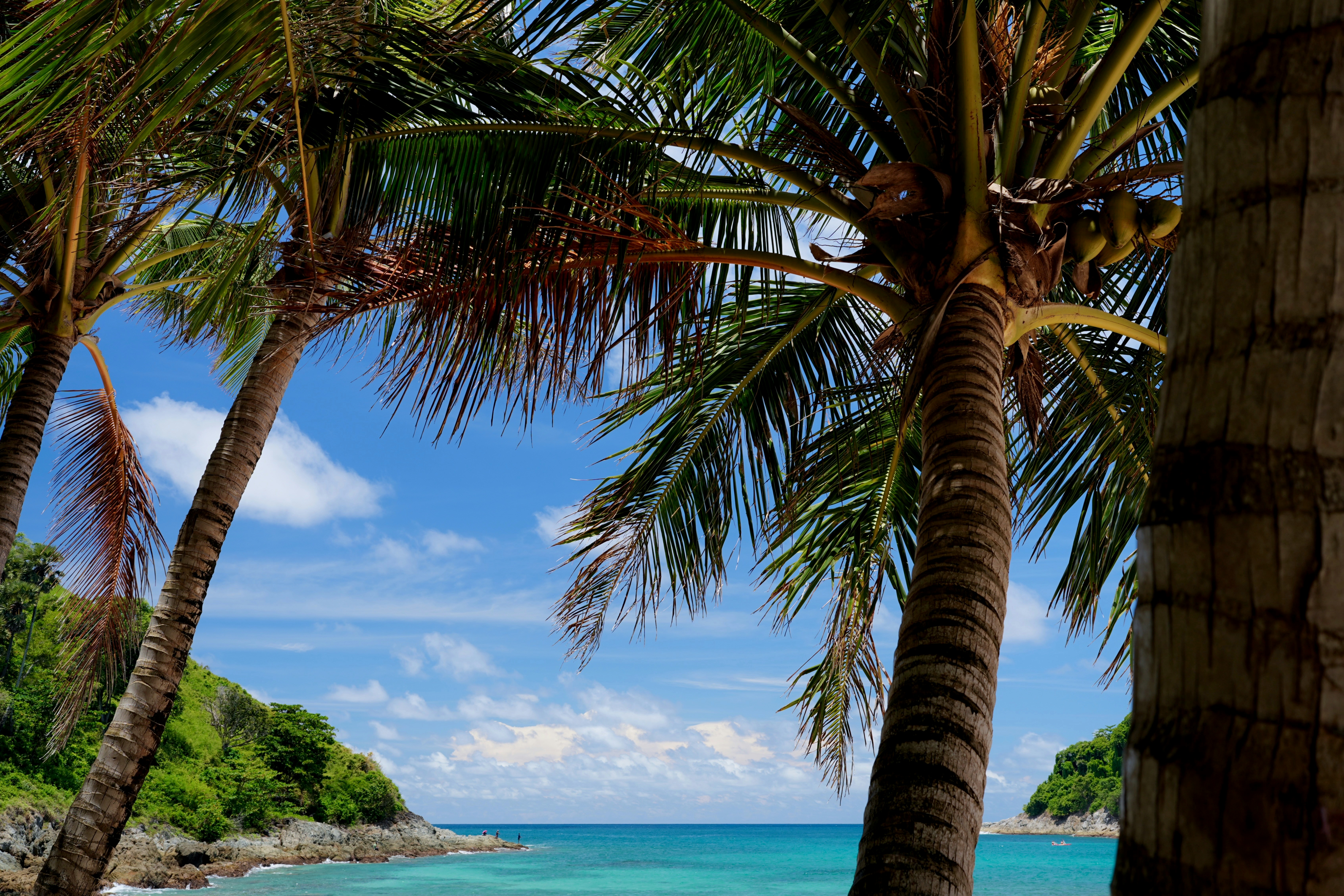 Sunlit Cove Between Framing Palms