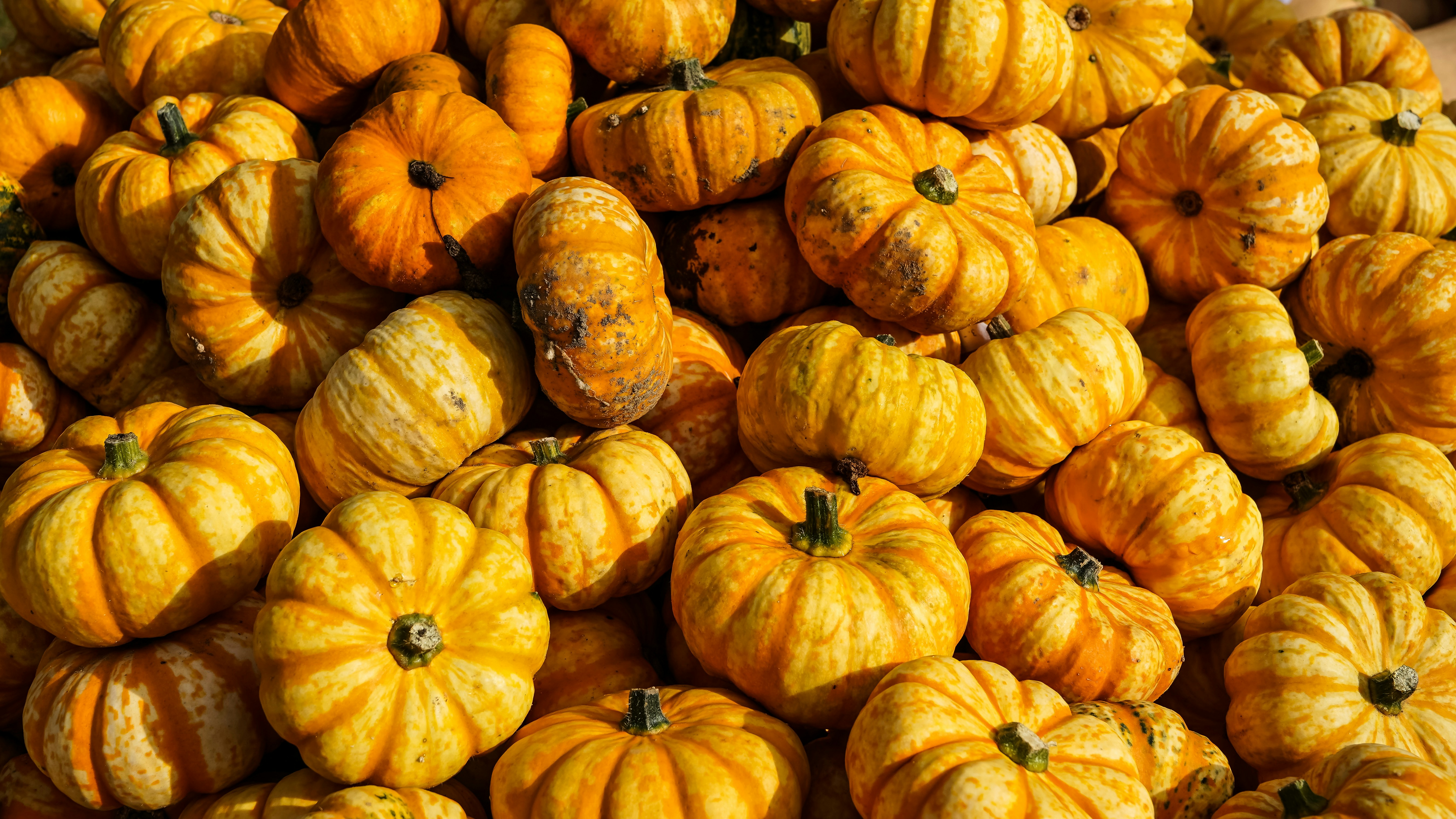 Pumpkin Patch Mosaic: a sea of miniature gourds