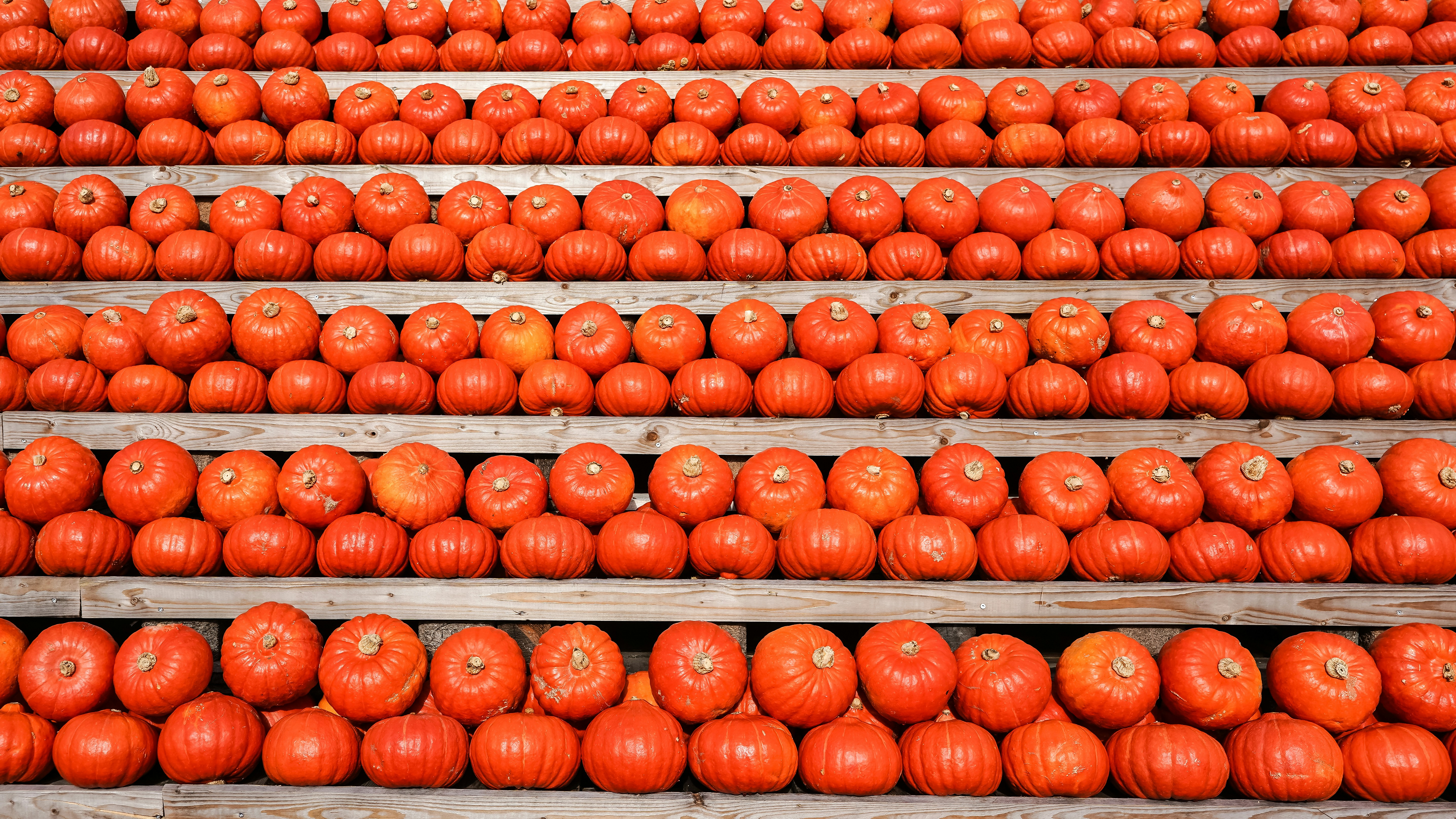 Rows of Tangerine Orbs: A Precision Harvest of Orange Uniformity