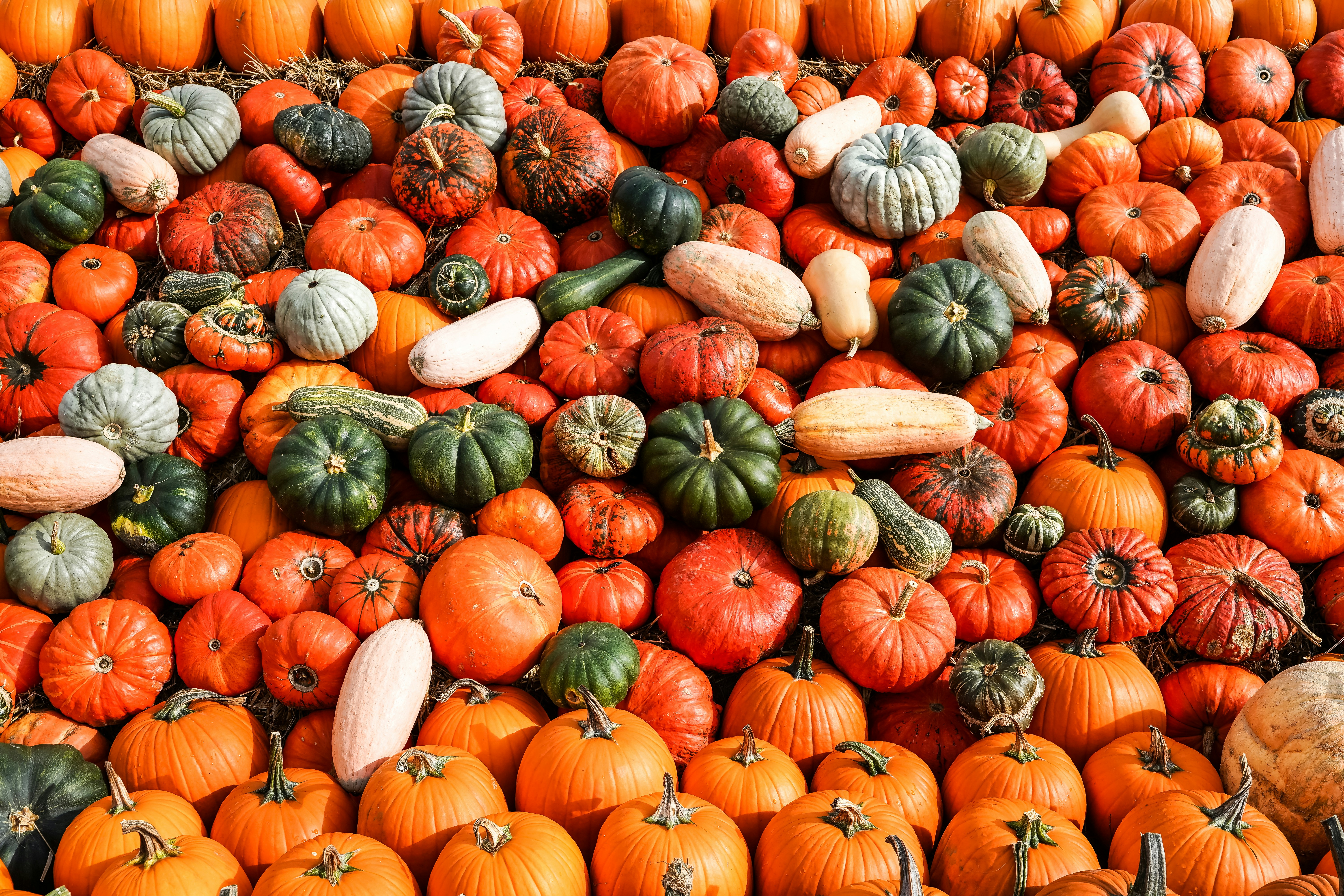 Harvest Mosaic: A Sea of Miniature Pumpkins and Gourds