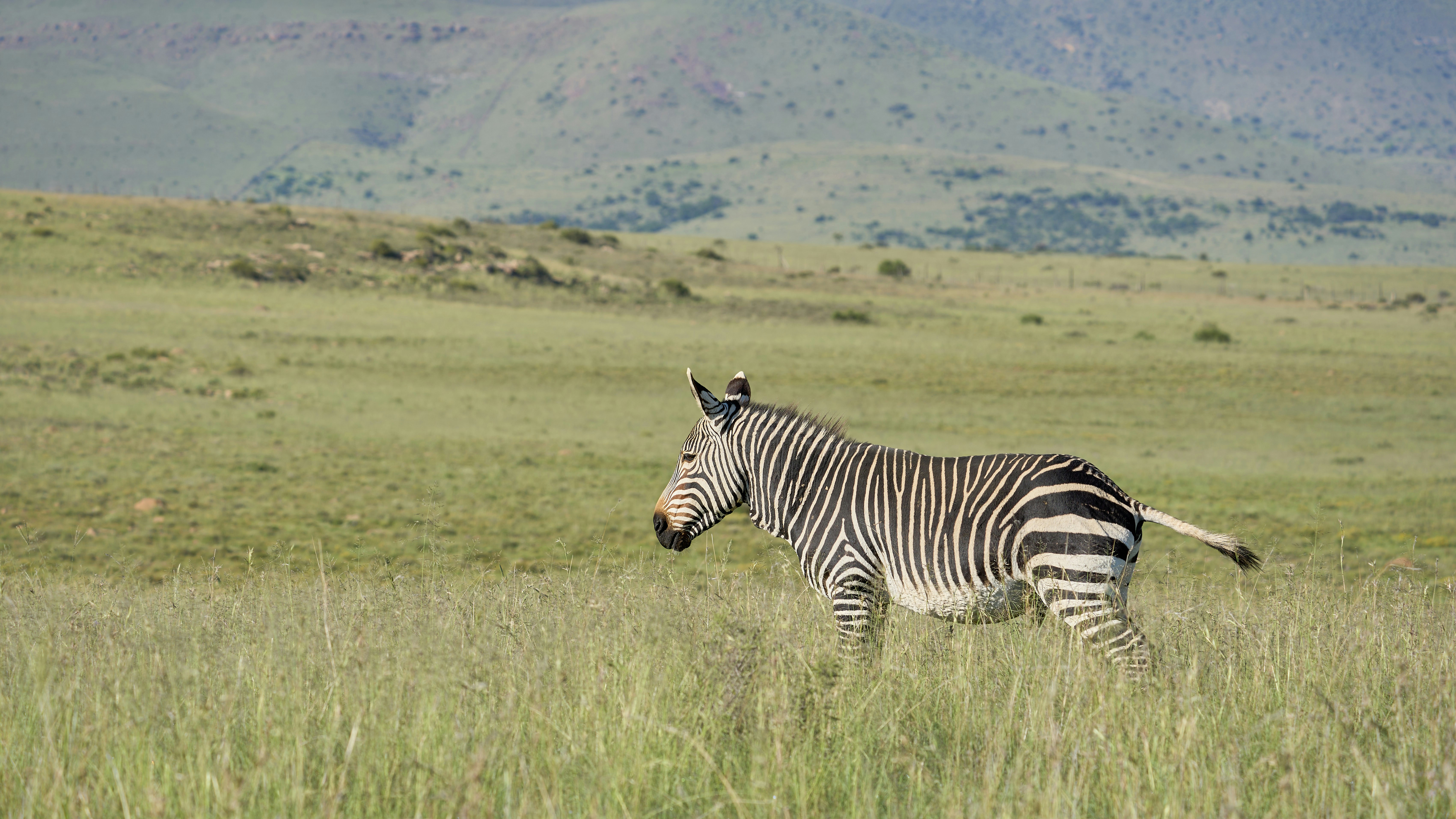 Zebra Passage: A lone striped silhouette across a sunlit savanna