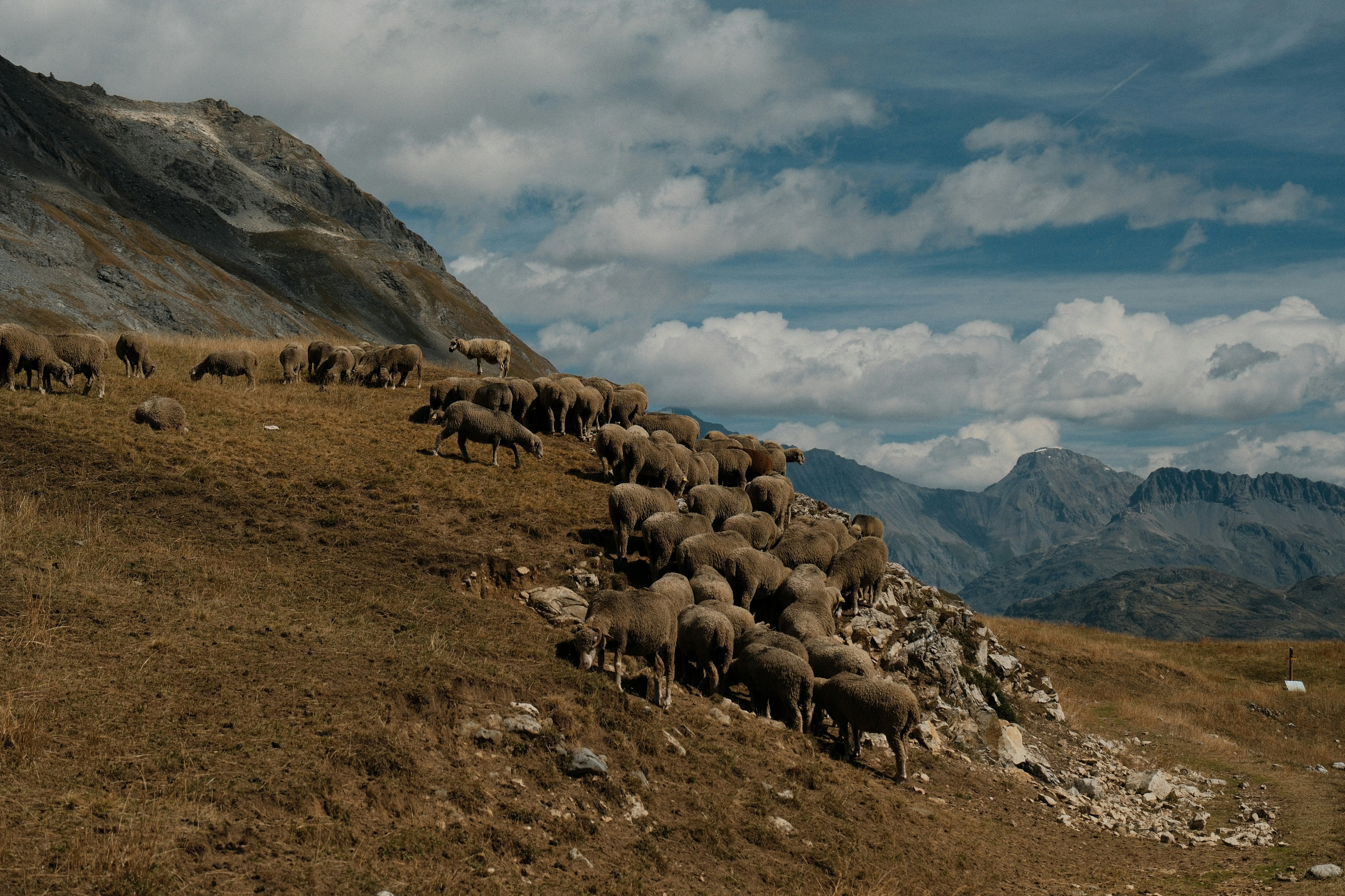A Herd Climb: Sheep Trek Along a Mountain Ridge under Wide Open Skies