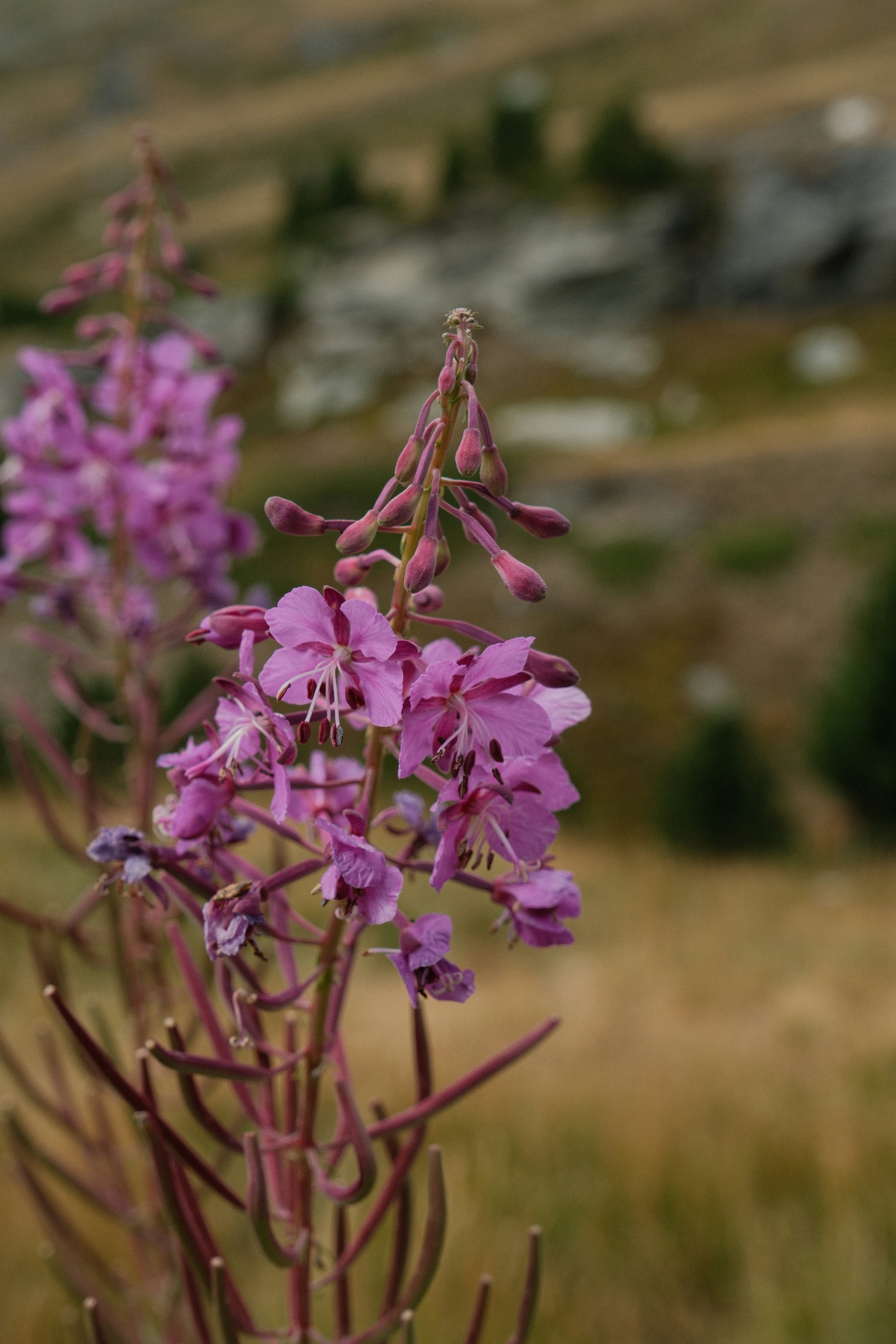 Pink Fireworks: Wildflower in Focus Against Alpine Bluffs