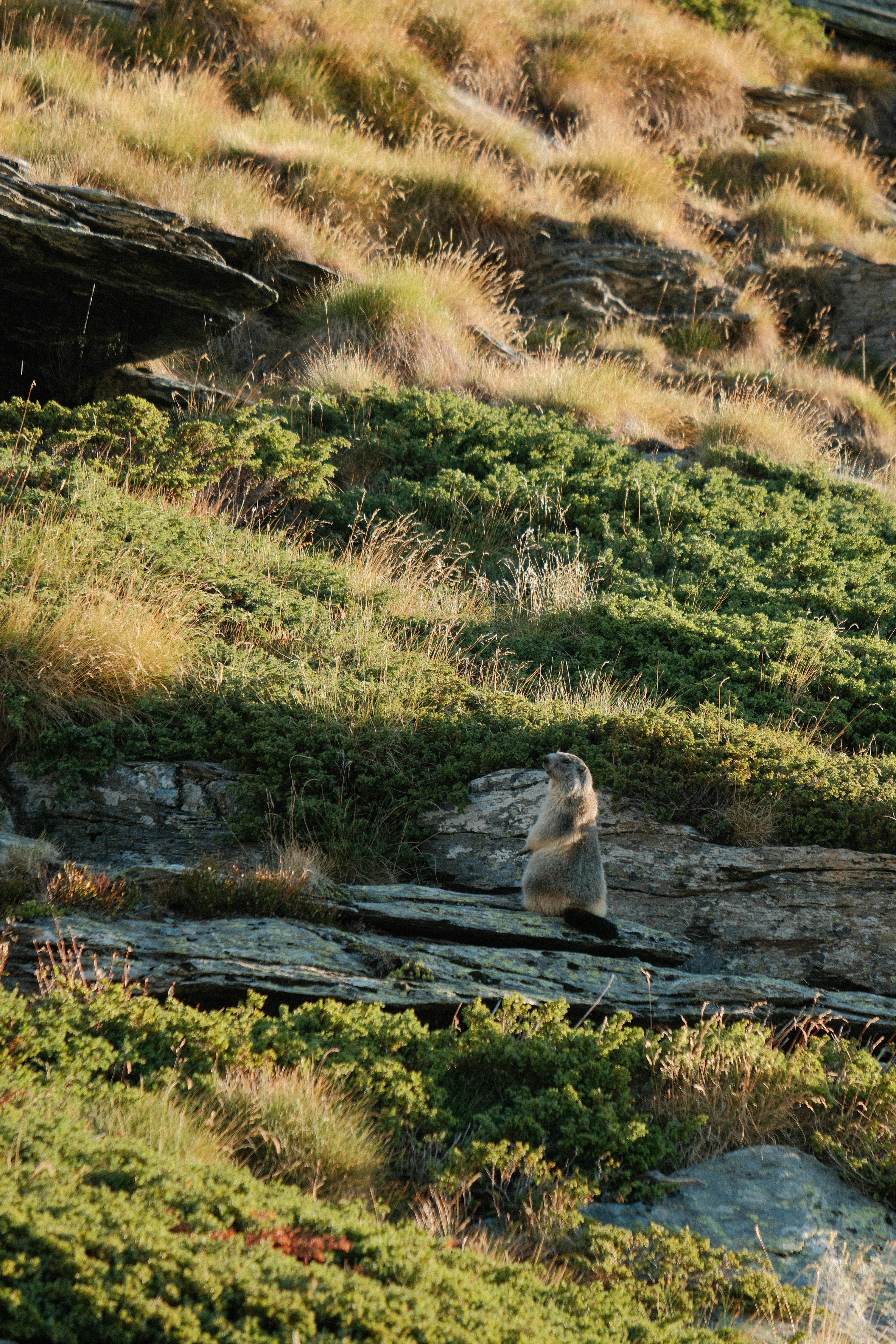 Stone ledge sentinel: a lone otter on sunlit cliff