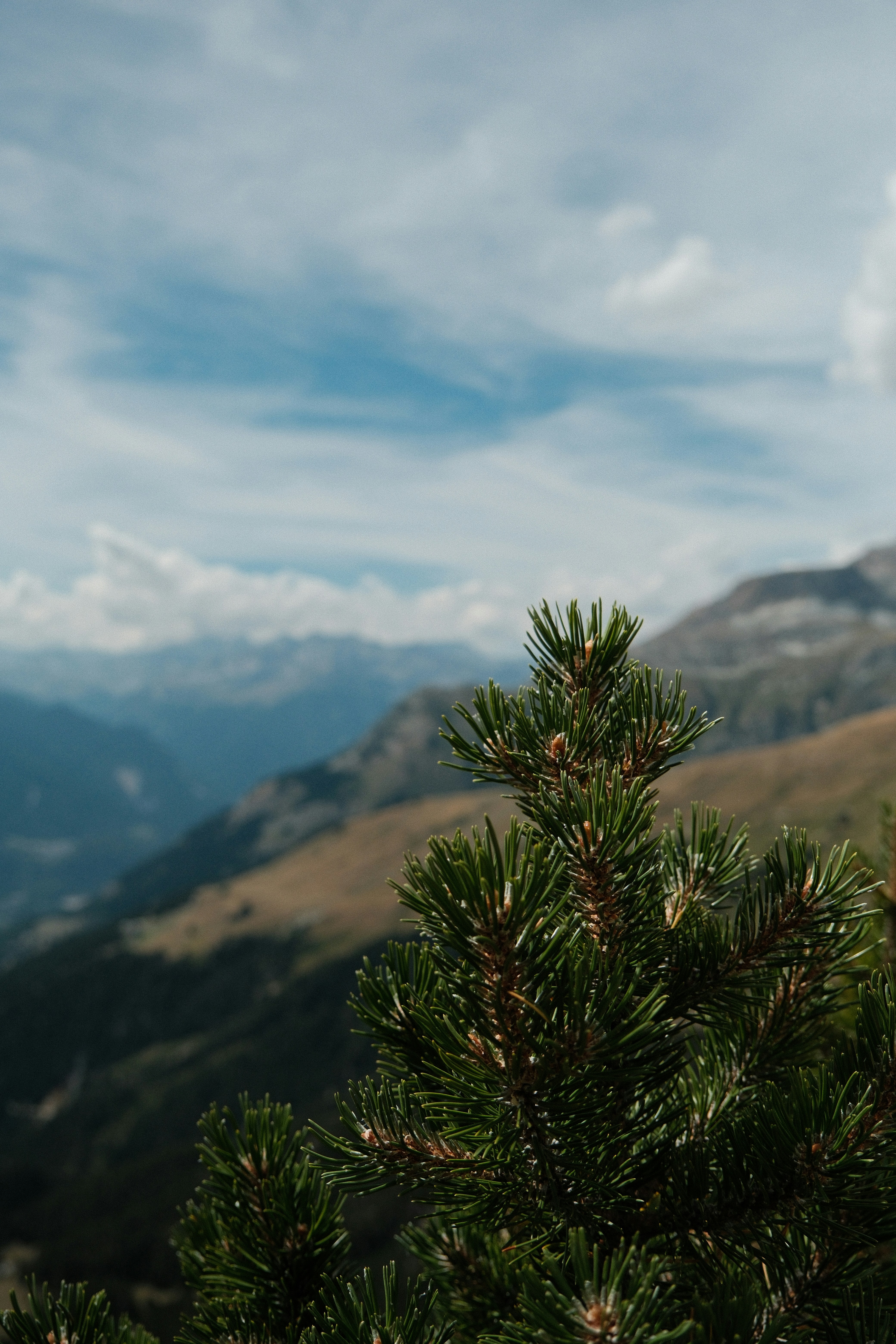 Verdant Pine in a Mountain Vista