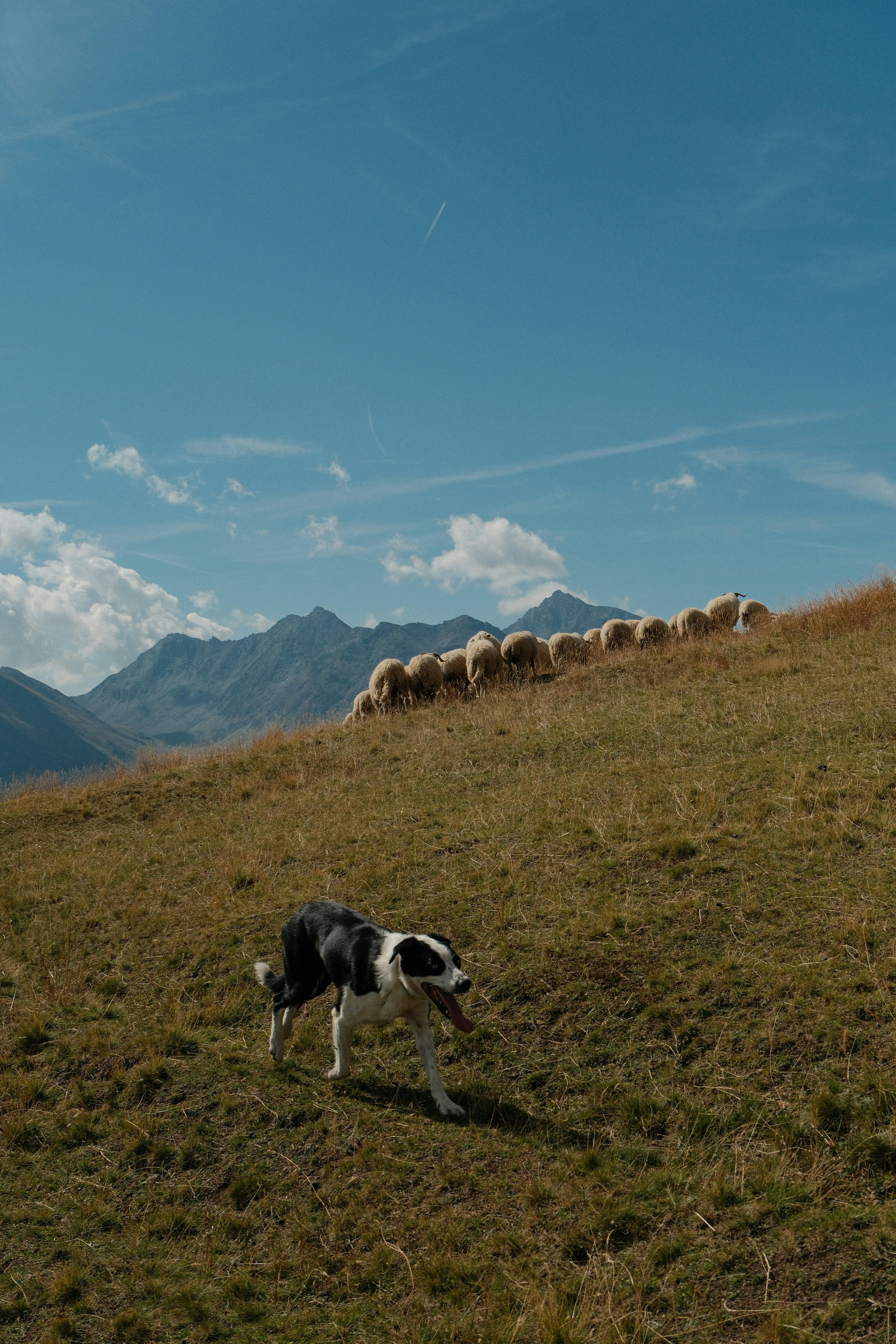 Puppy in the Hill Between Sheep and Peaks