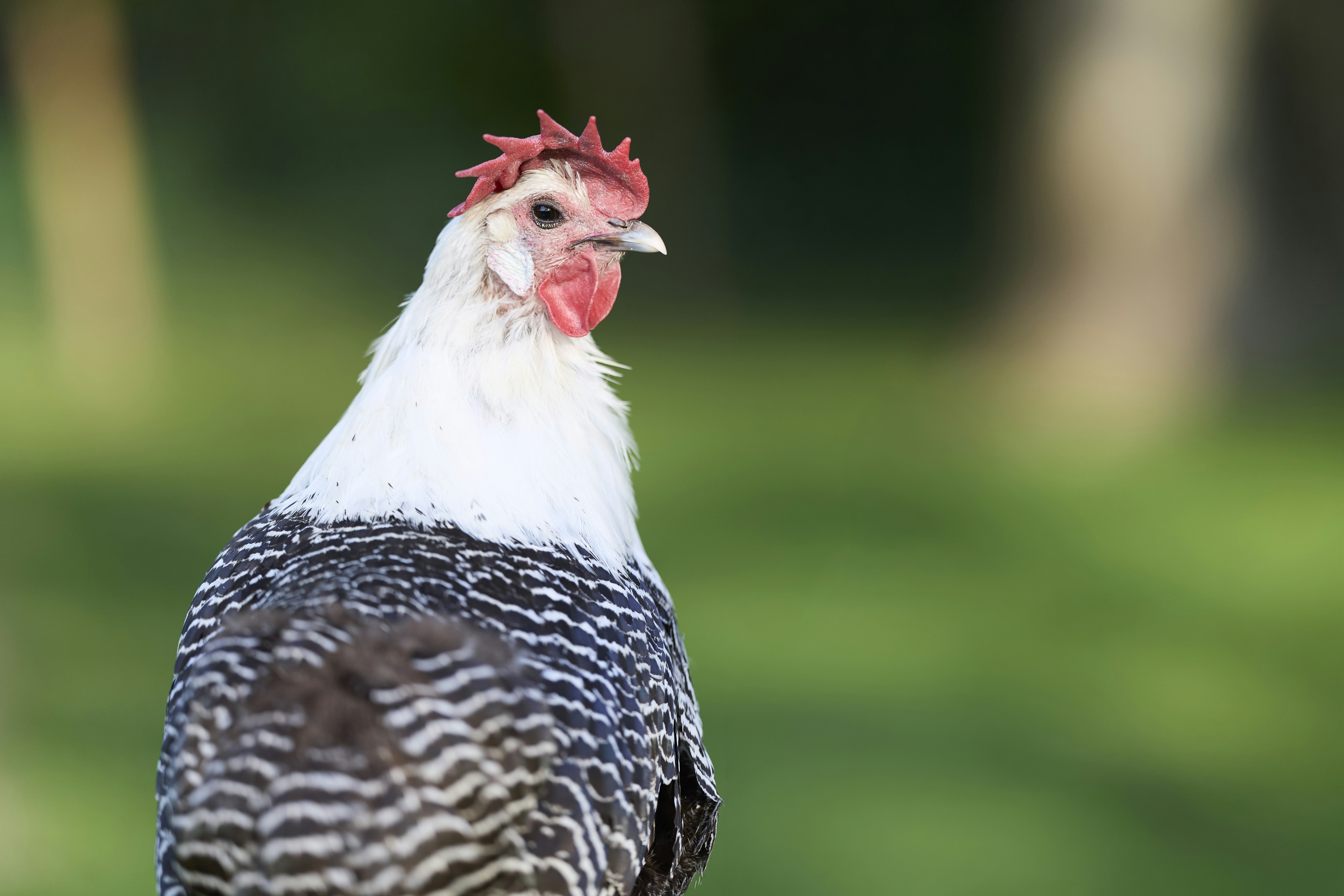 Portrait of a White-Crowned Hen Against a Velvet Green Backdrop