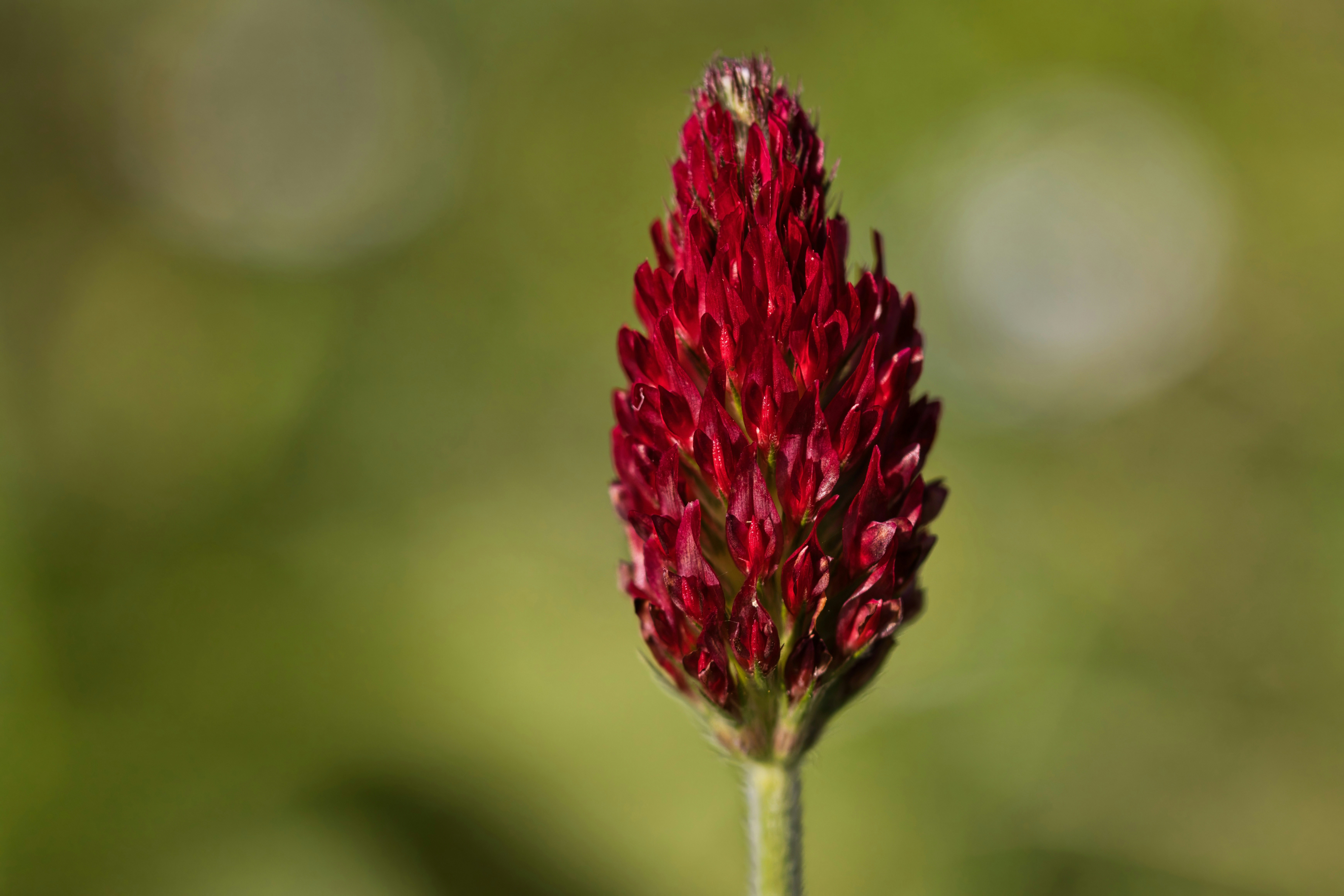 Crimson Cone: A solitary red bloom rising from a soft green backdrop