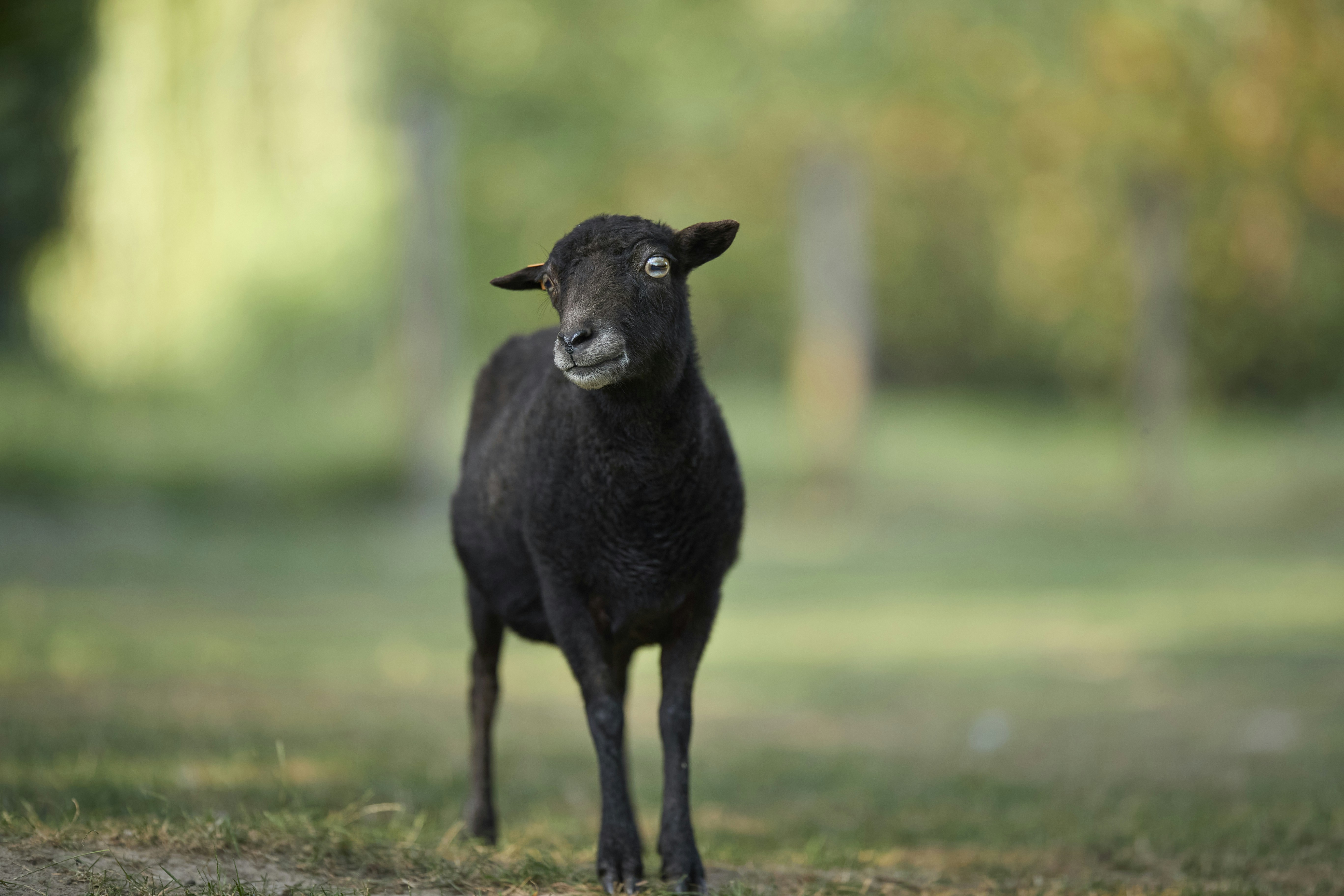 Midfield Watcher: A Black Sheep Pausing in Soft Dappled Light